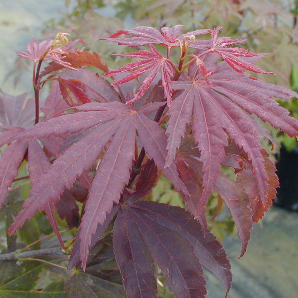 Maple, Japanese 'Atropurpureum' : buy Maple, Japanese 'Atropurpureum ...