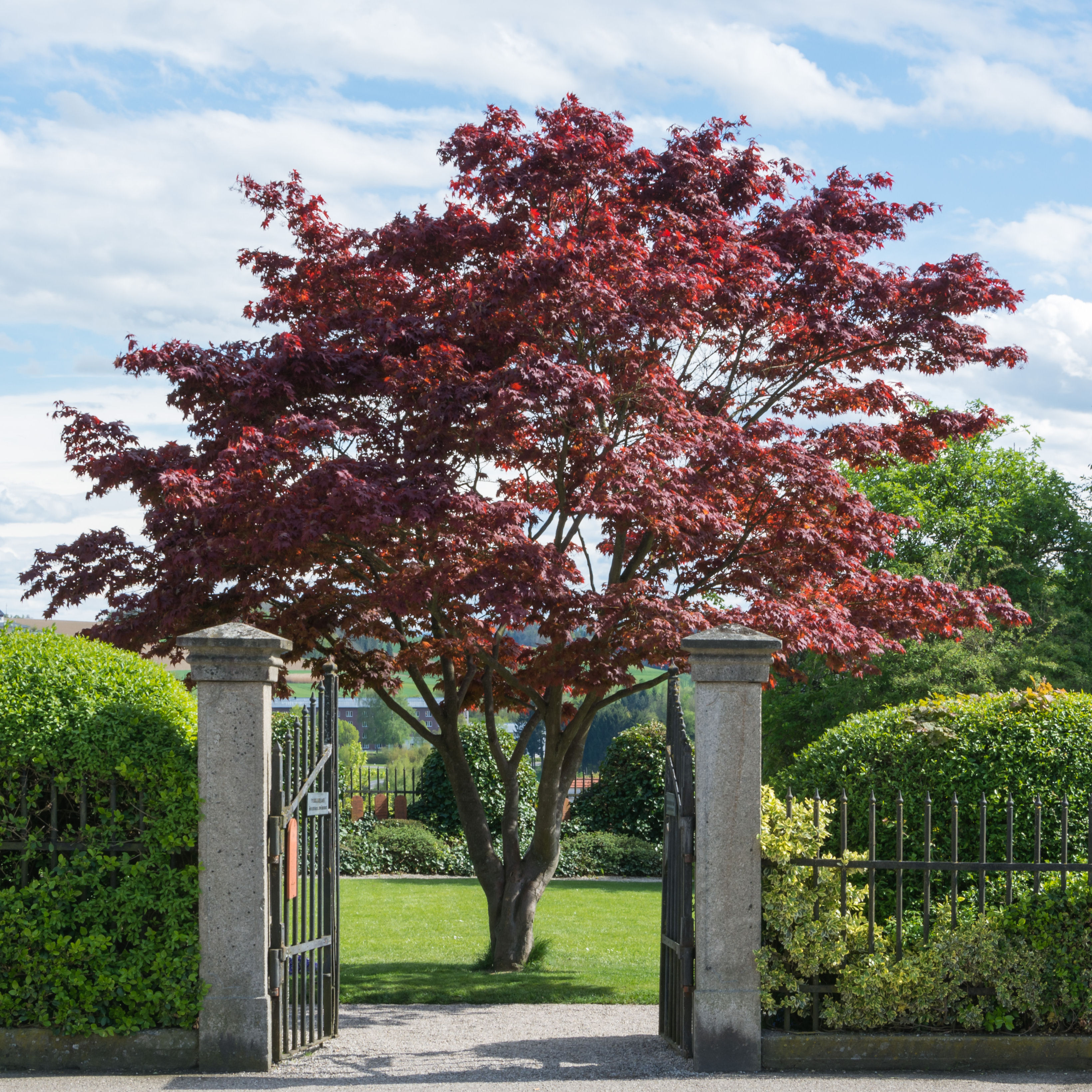 Maple, Japanese 'Atropurpureum' : buy Maple, Japanese 'Atropurpureum ...