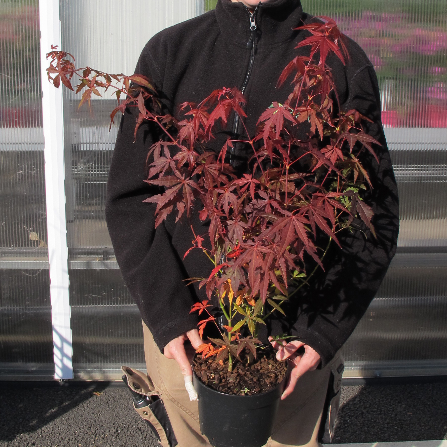 Maple, Japanese 'Atropurpureum' : buy Maple, Japanese 'Atropurpureum ...
