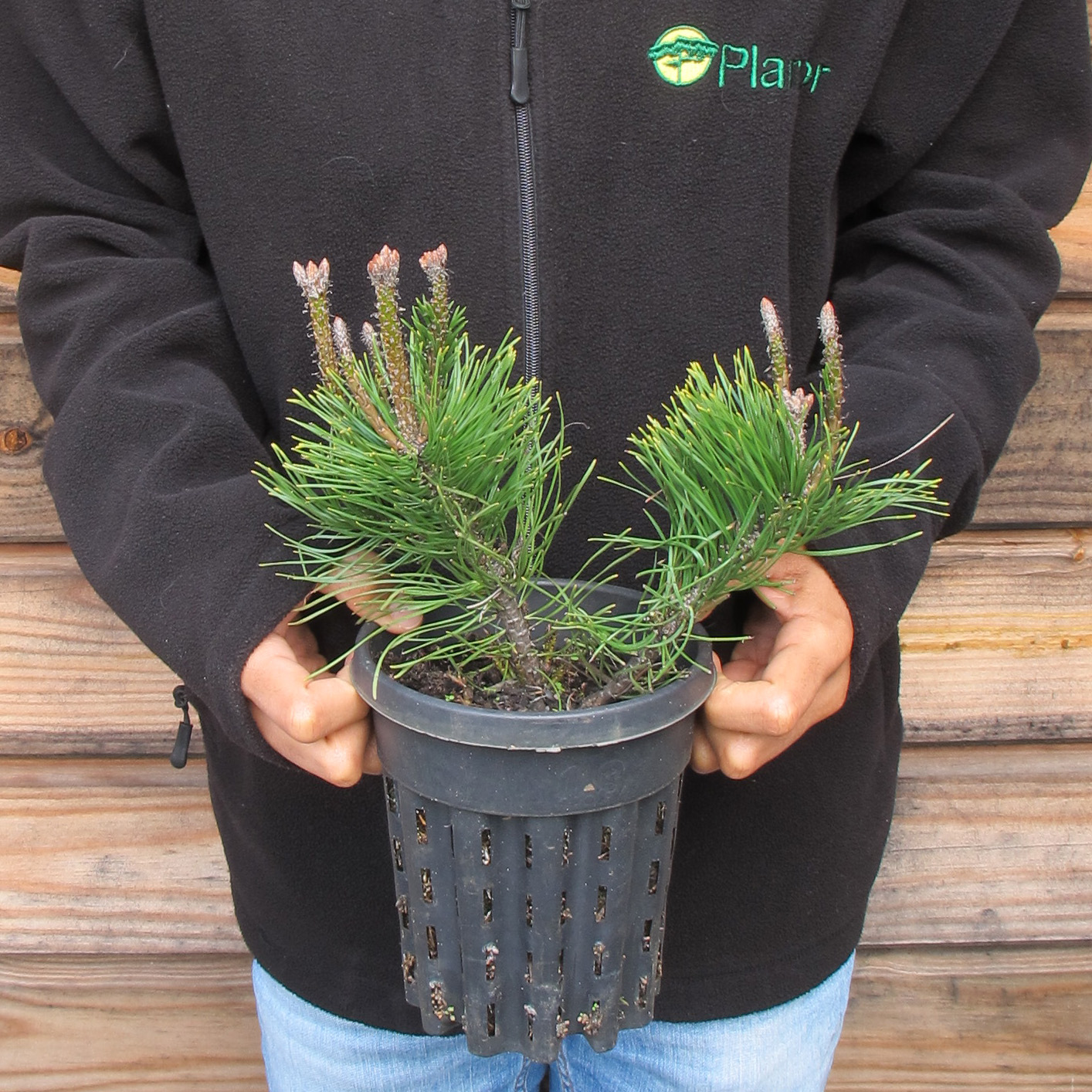 Pine, dwarf mugo pumilio : buy Pine, dwarf mugo pumilio / Pinus mugo ...