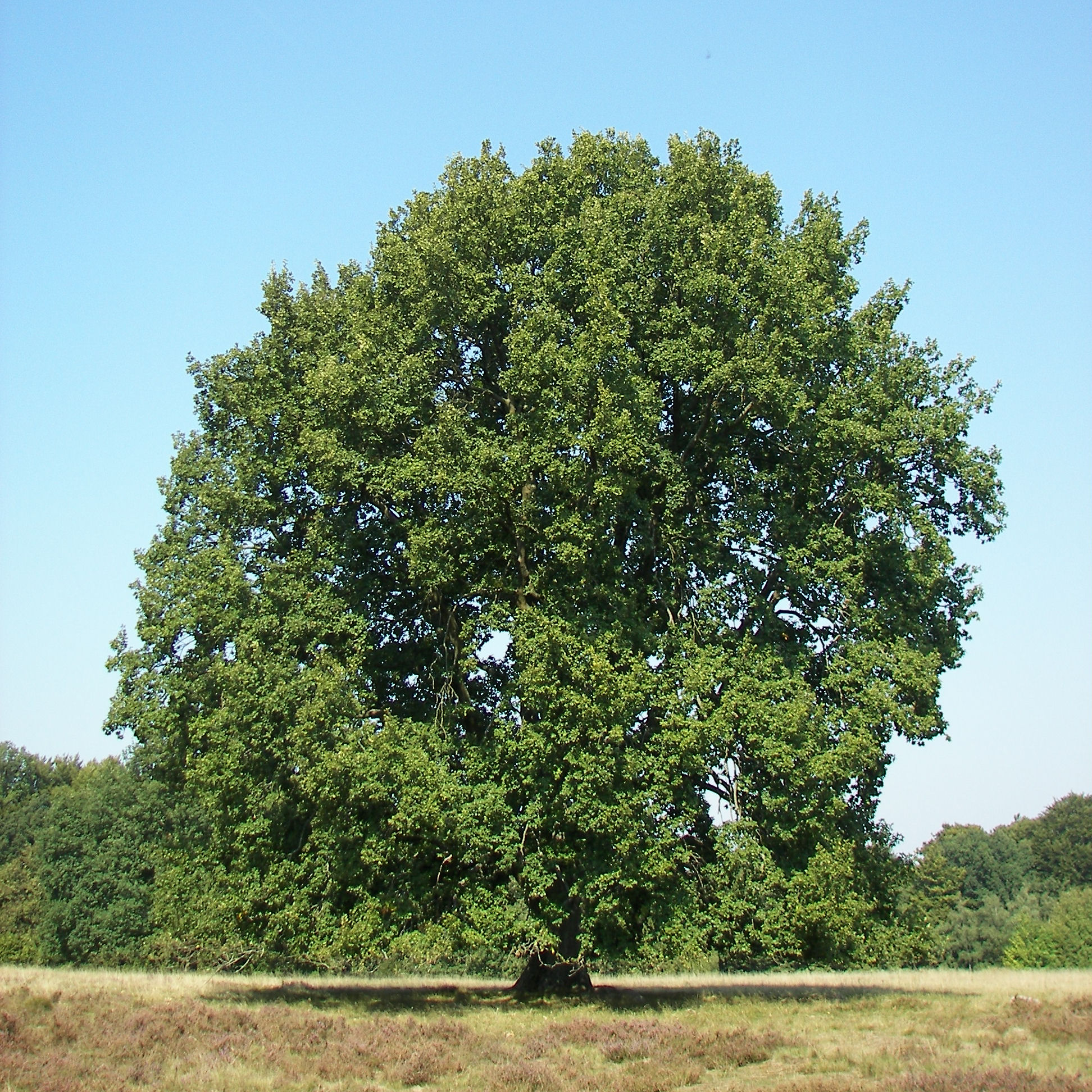 Oak, pedunculate : buy Oak, pedunculate / Quercus robur