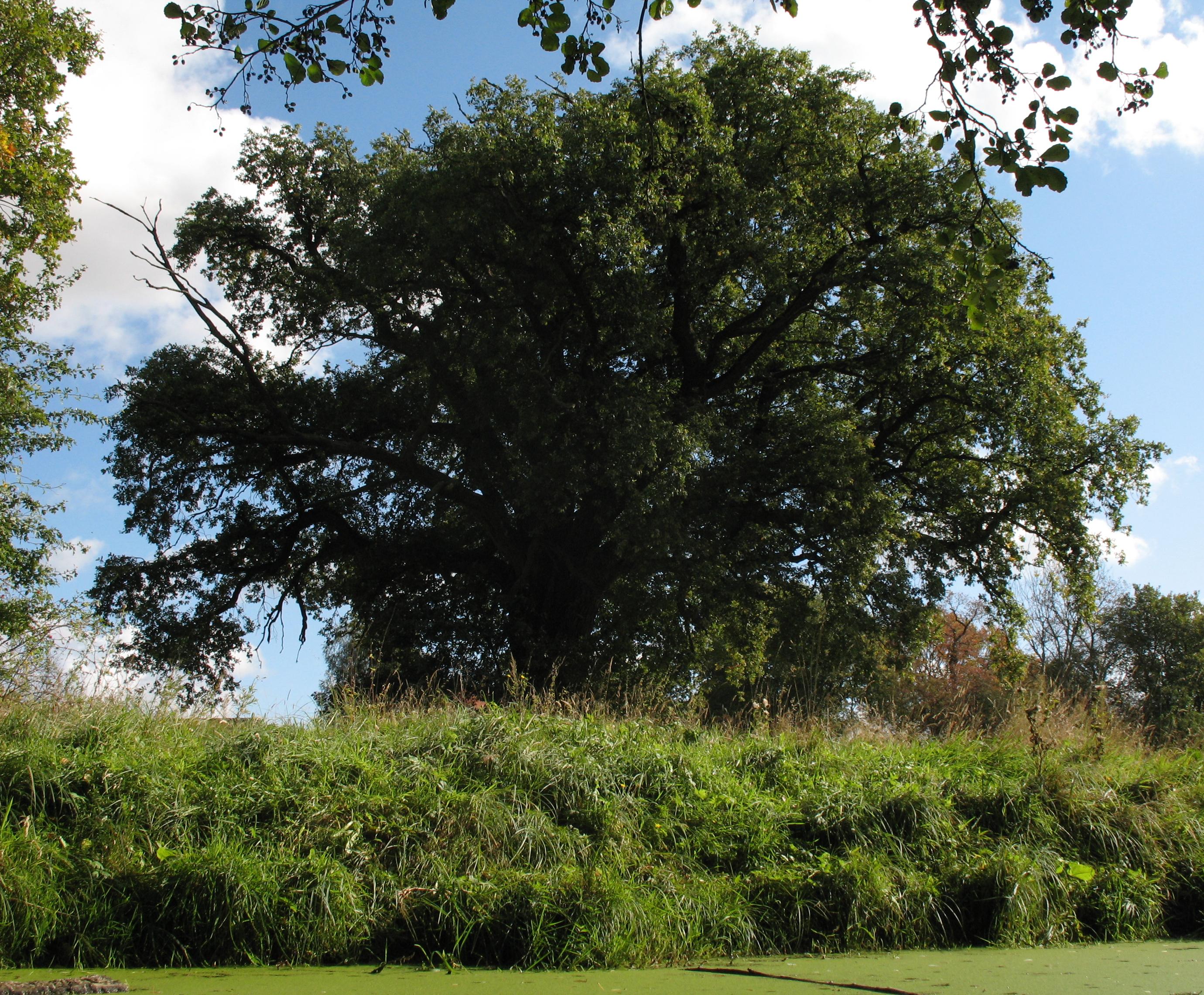 Oak, pedunculate : buy Oak, pedunculate / Quercus robur