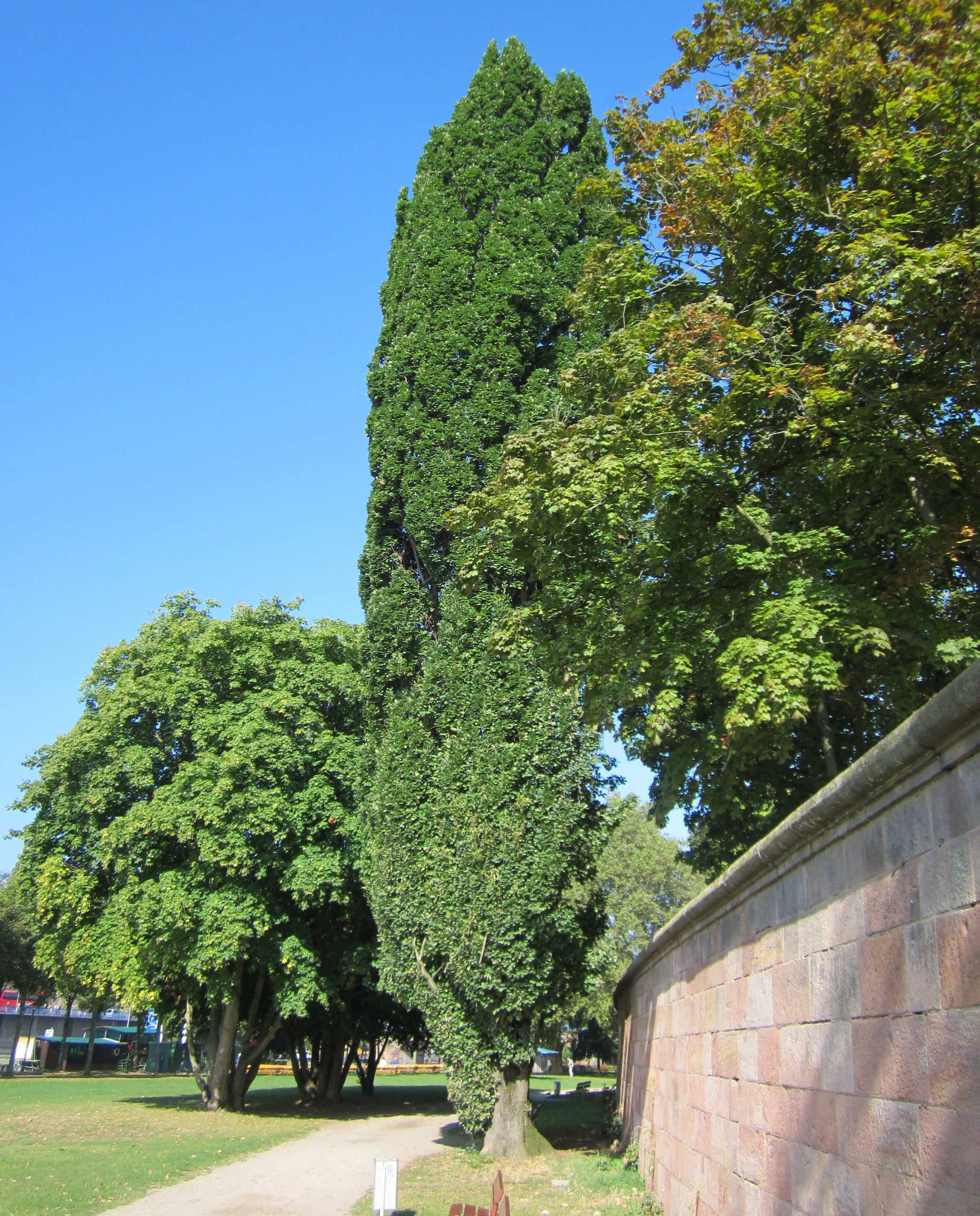 Oak, cypress : buy Oak, cypress / Quercus robur Fastigiata