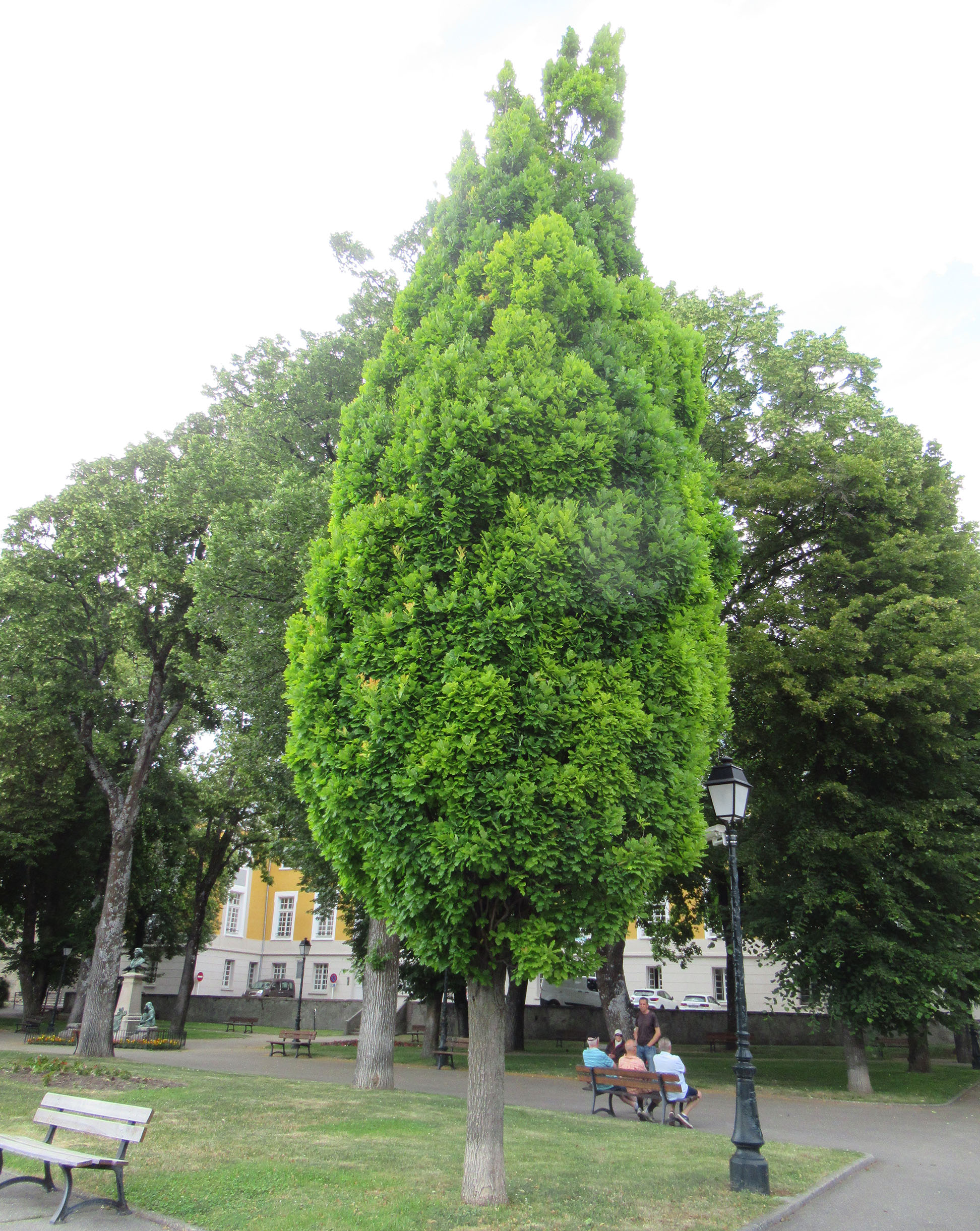 Oak, cypress : buy Oak, cypress / Quercus robur Fastigiata