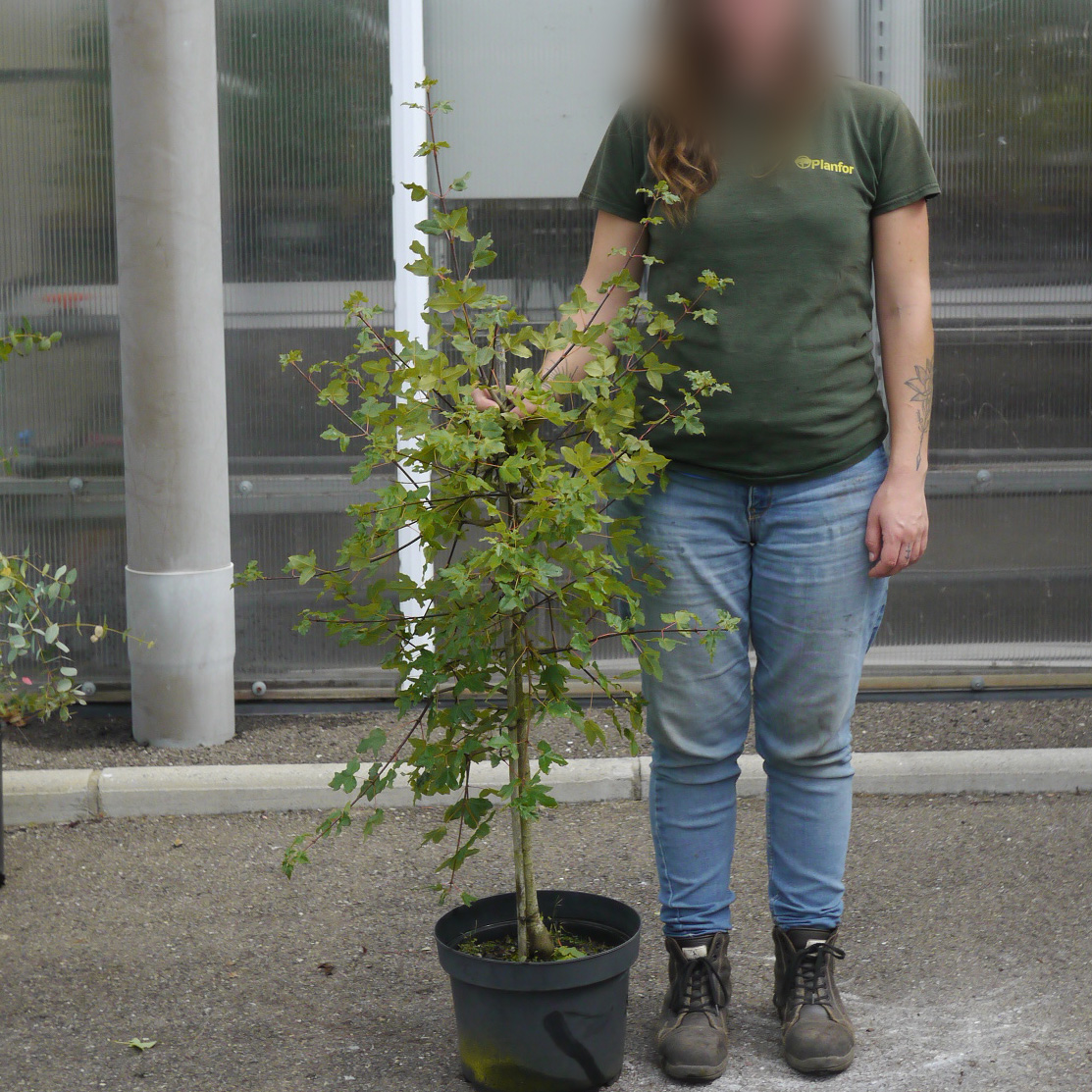 Maple, Montpellier : buy Maple, Montpellier / Acer monspessulanum