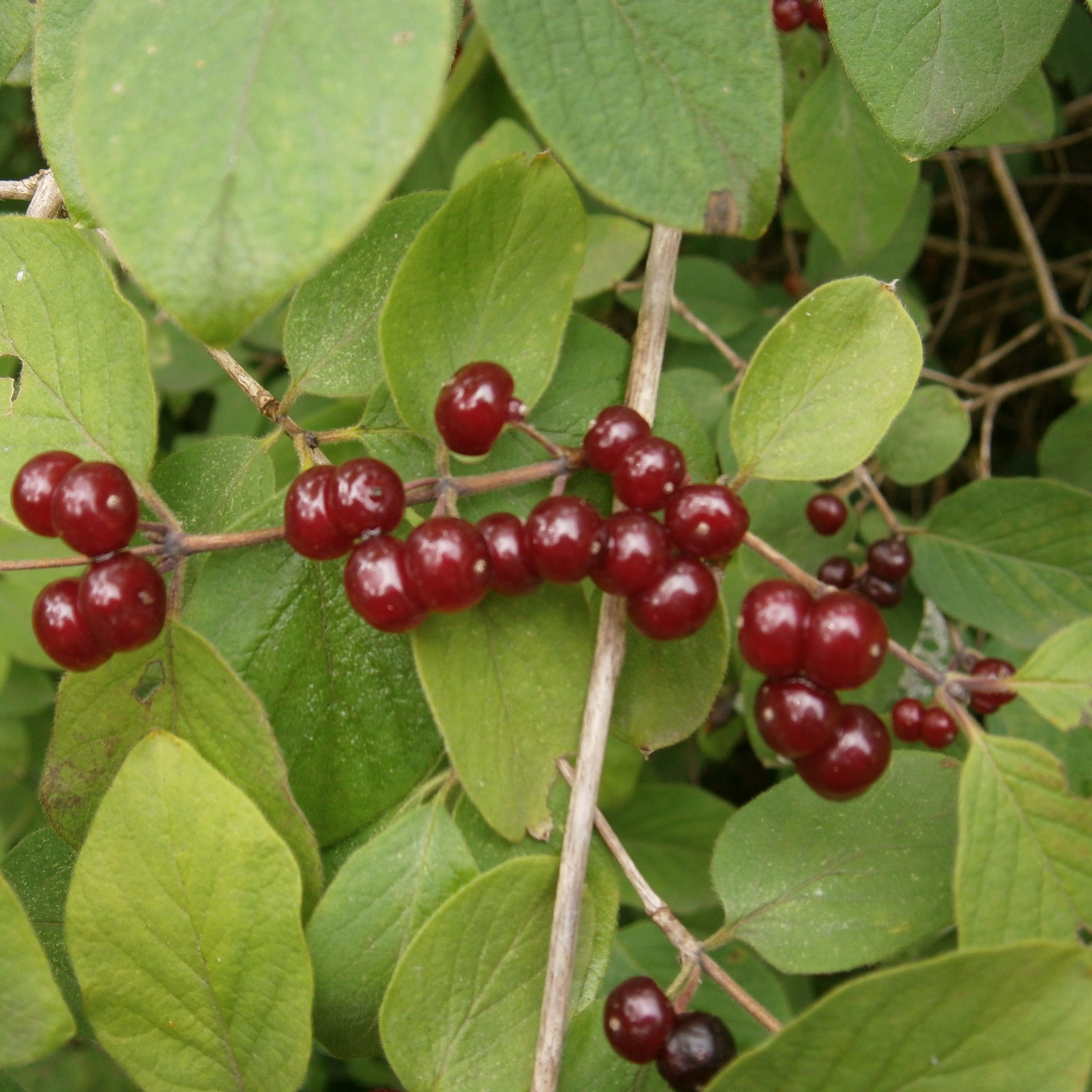 Honeysuckle, fly : buy Honeysuckle, fly / Lonicera xylosteum