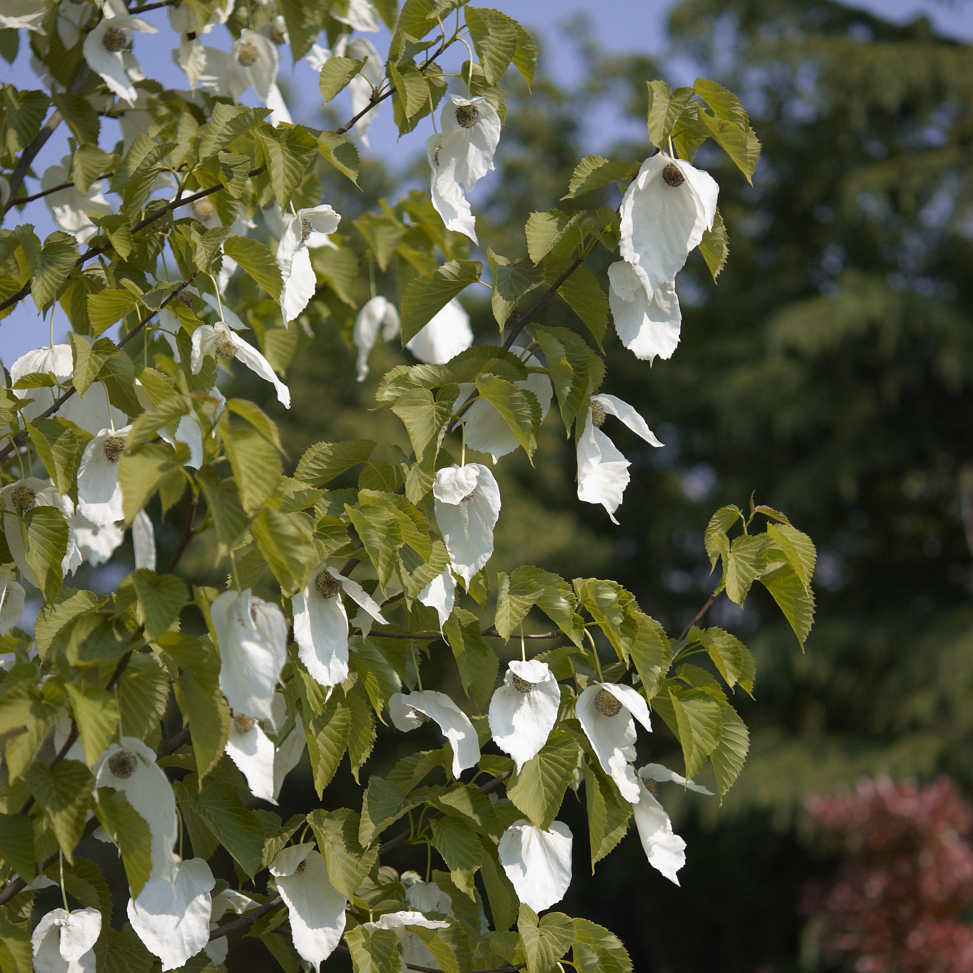 Dove tree : buy Dove tree / Davidia involucrata