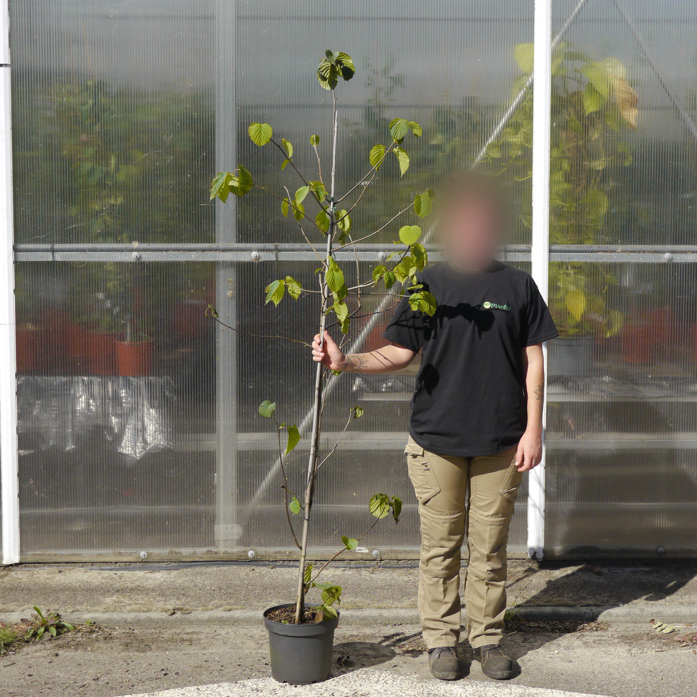 Dove tree : buy Dove tree / Davidia involucrata