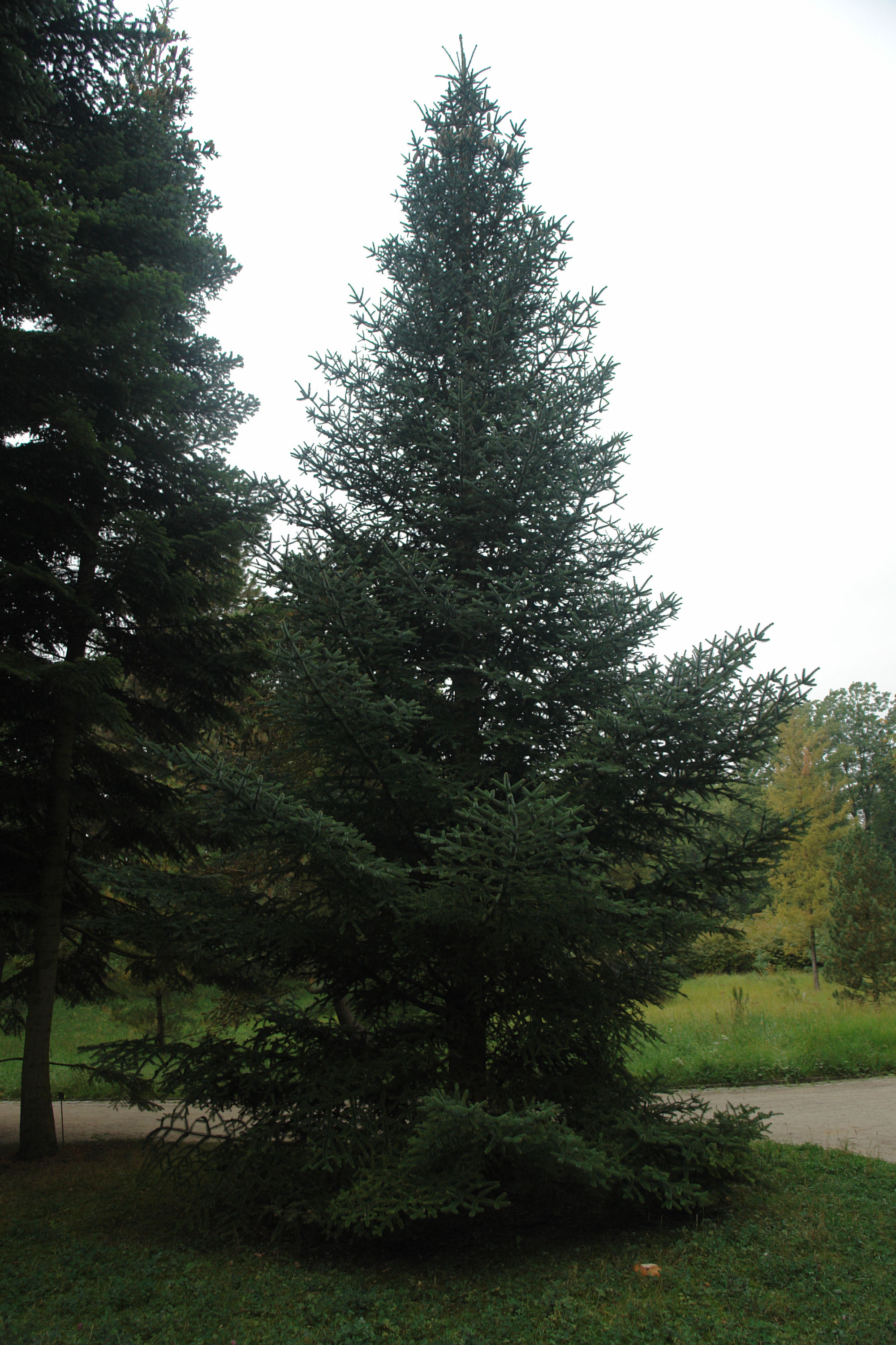 Fir, Spanish : buy Fir, Spanish / Abies pinsapo