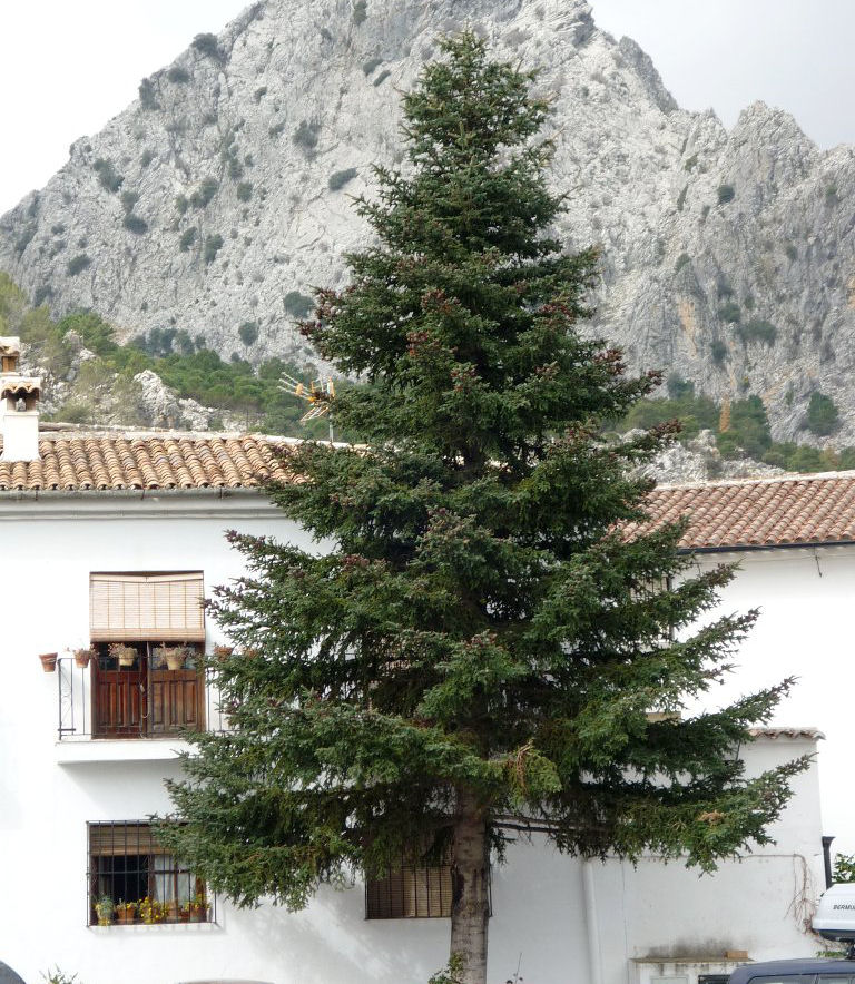 Fir, Spanish : buy Fir, Spanish / Abies pinsapo