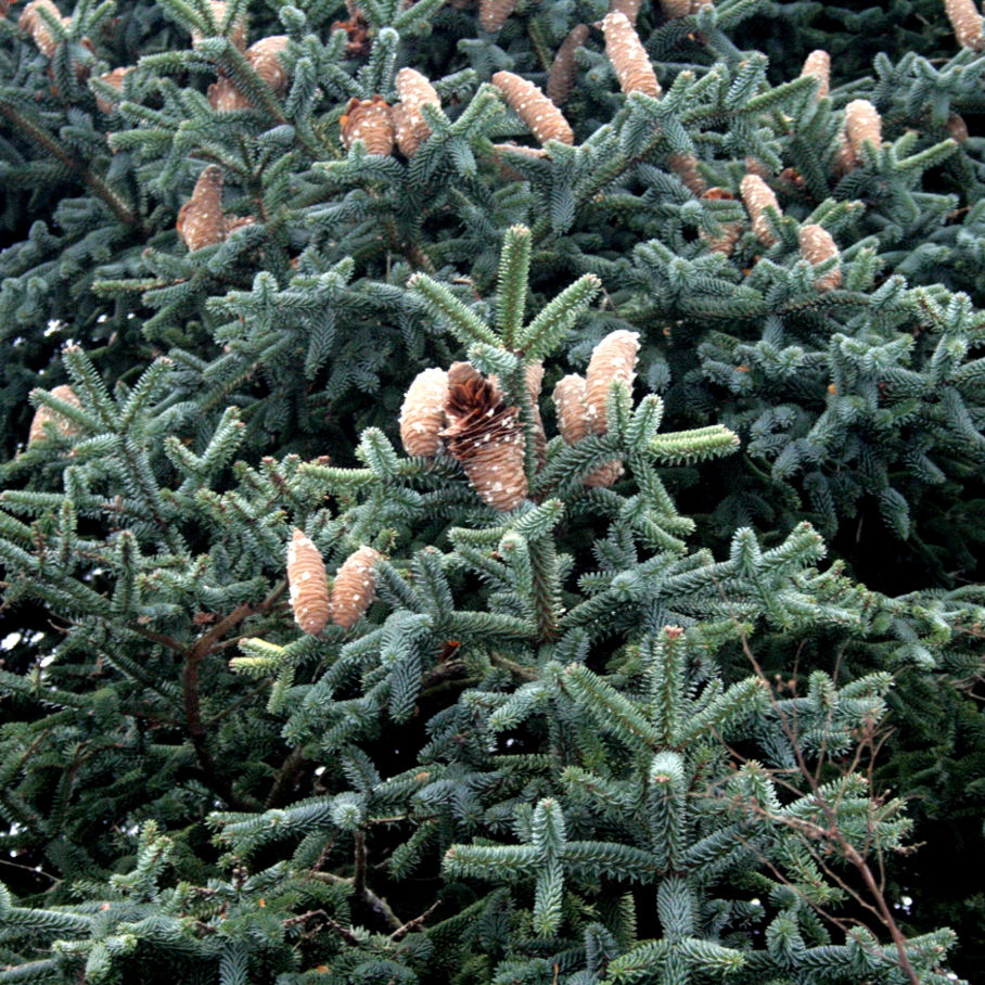 Fir, Spanish : buy Fir, Spanish / Abies pinsapo