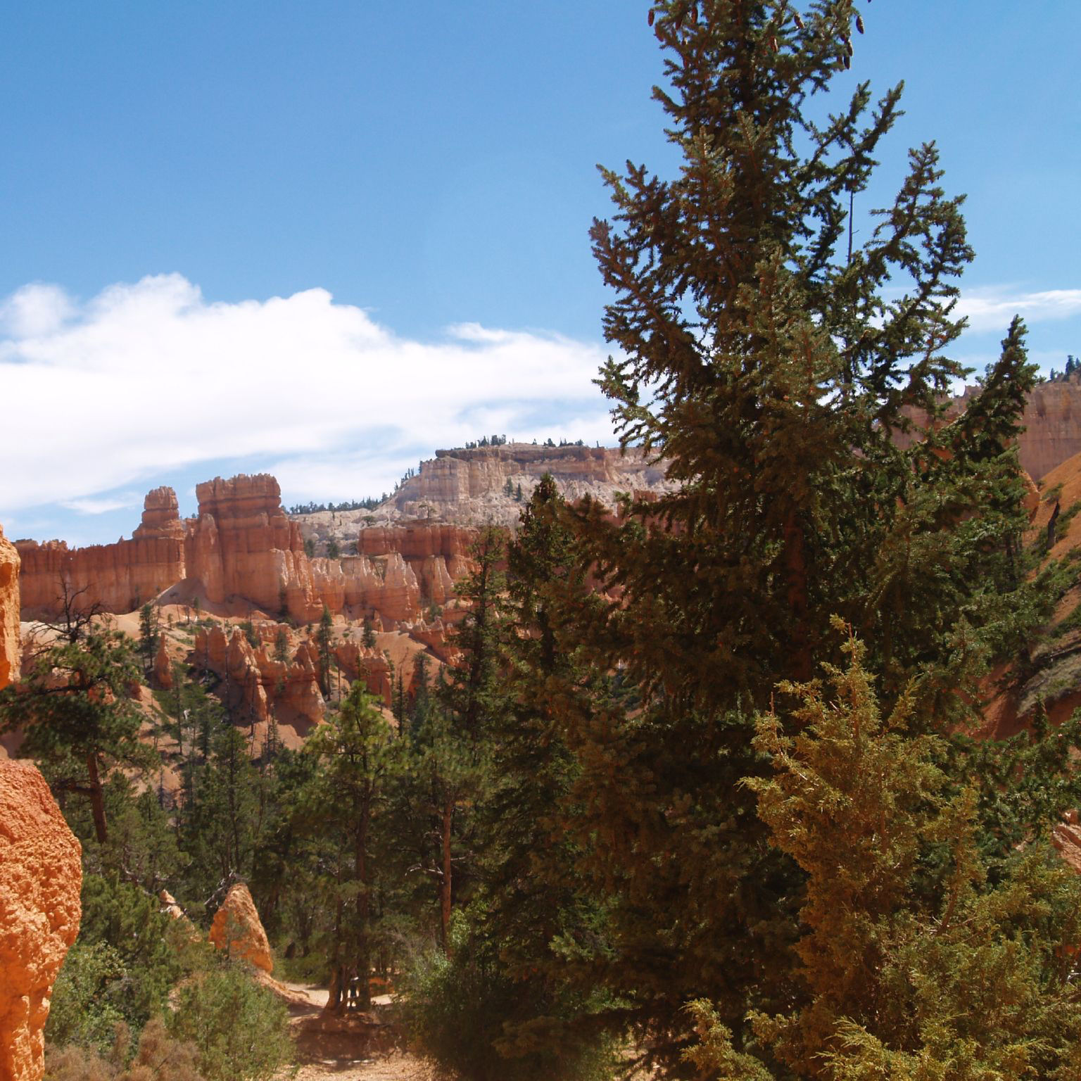 Spruce, Colorado : buy Spruce, Colorado / Picea pungens