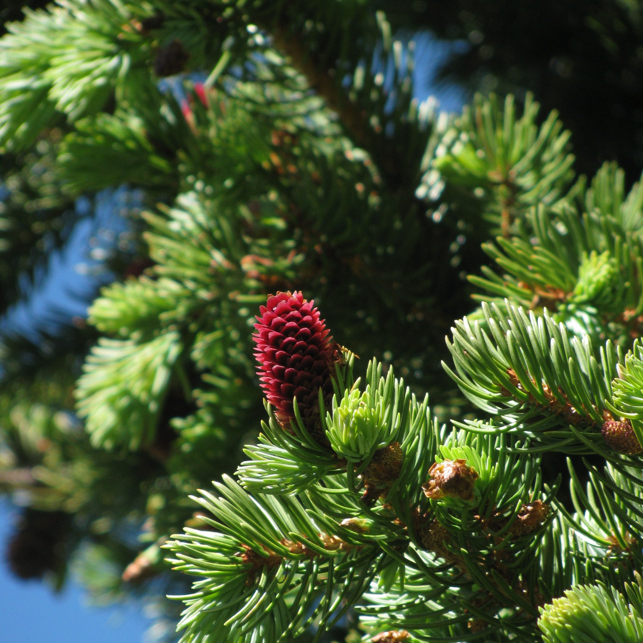Spruce, Colorado : buy Spruce, Colorado / Picea pungens