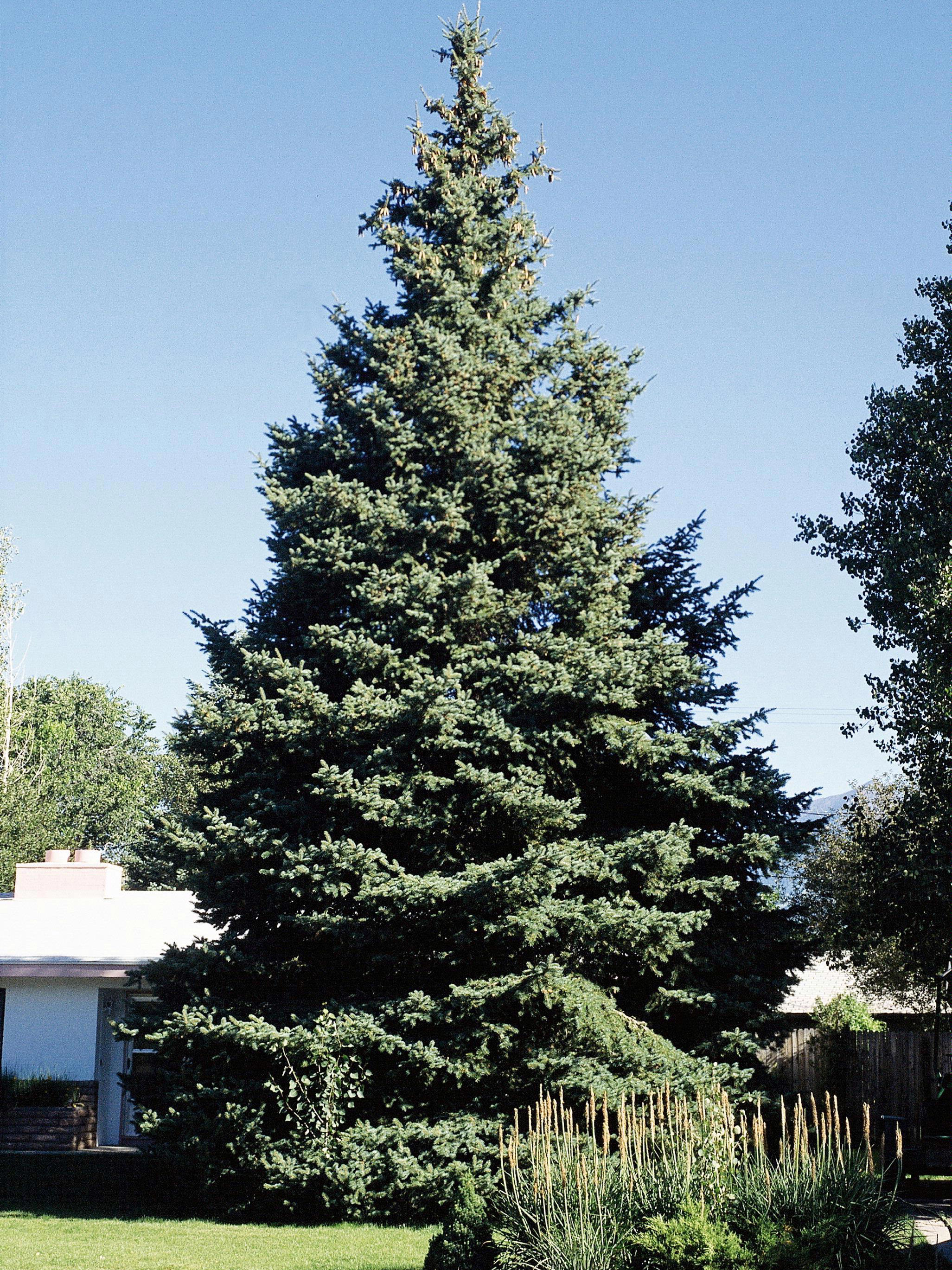 Spruce, Colorado : buy Spruce, Colorado / Picea pungens