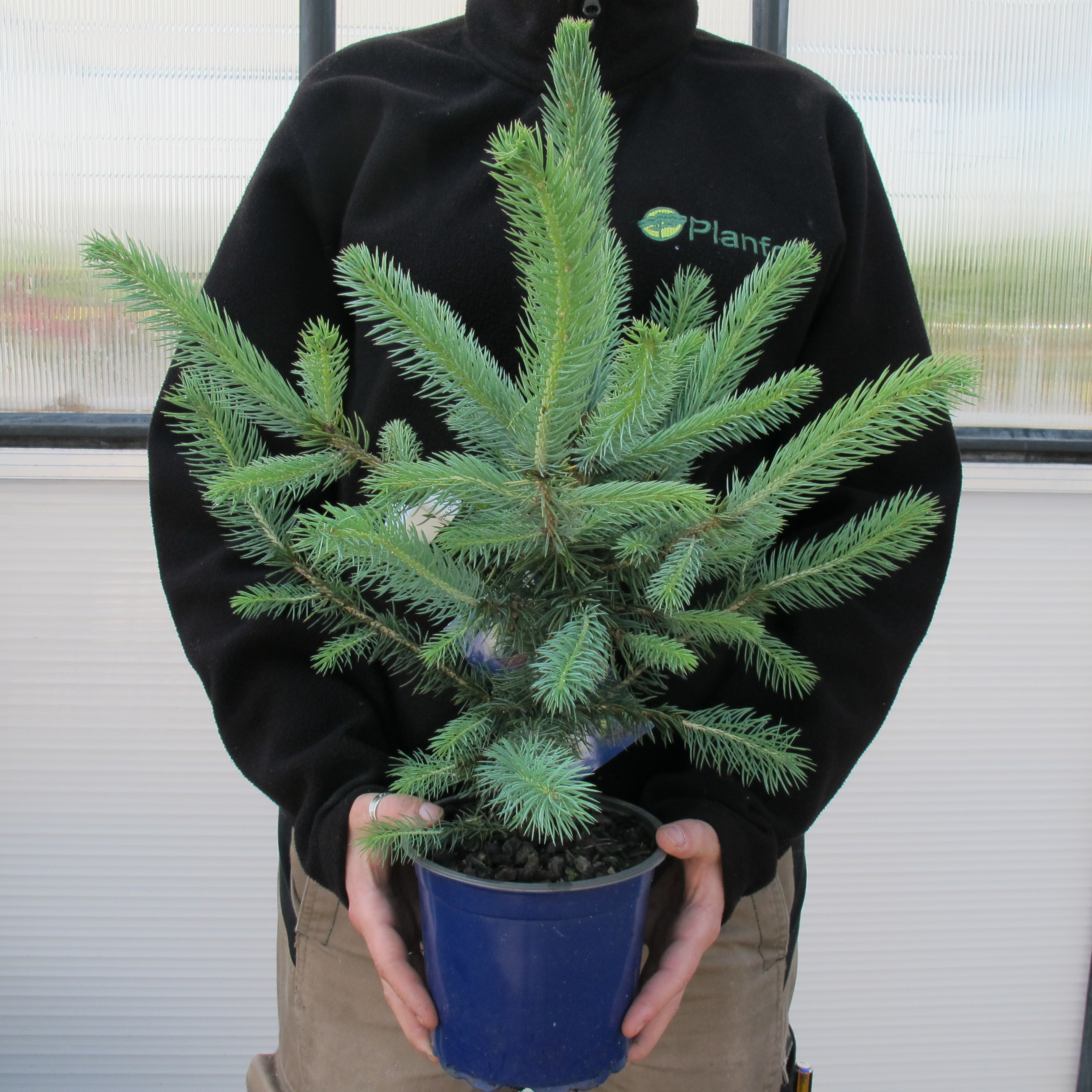 Spruce, Colorado : buy Spruce, Colorado / Picea pungens