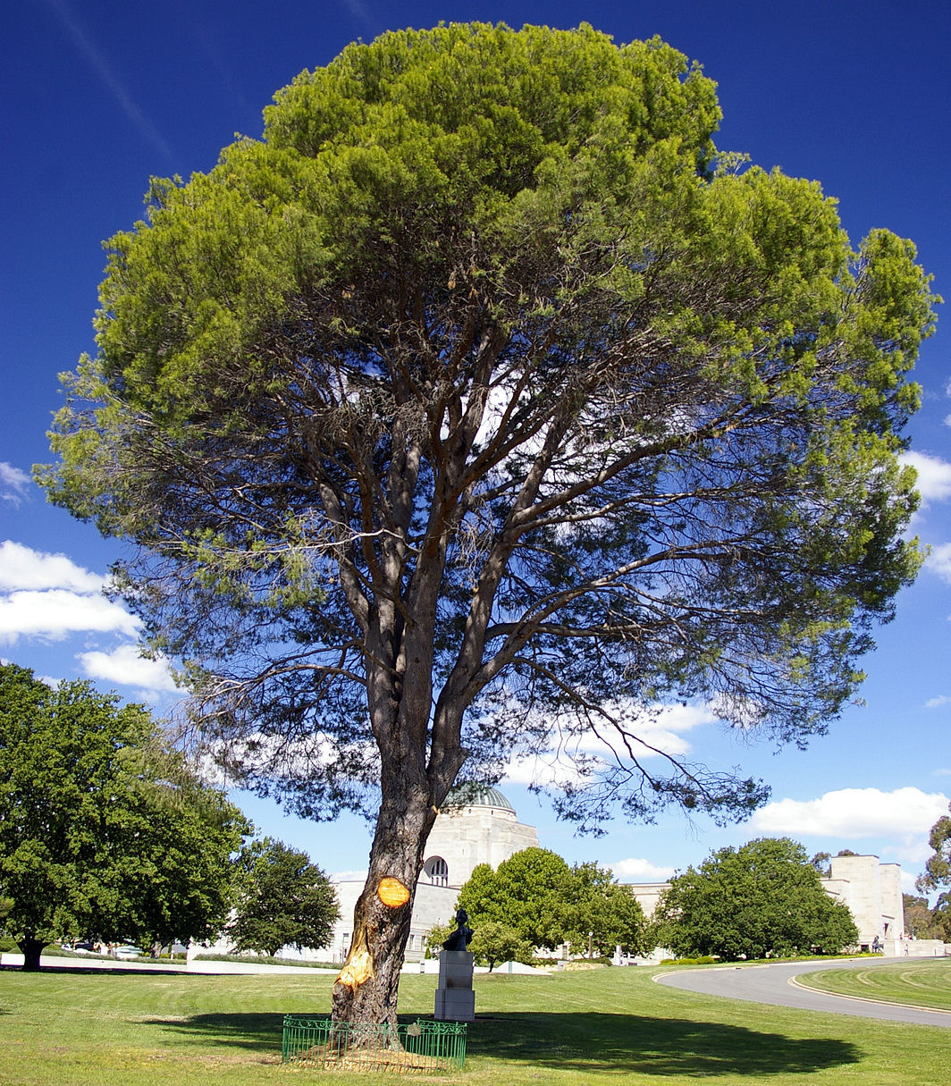 Pine, aleppo : buy Pine, aleppo / Pinus halepensis