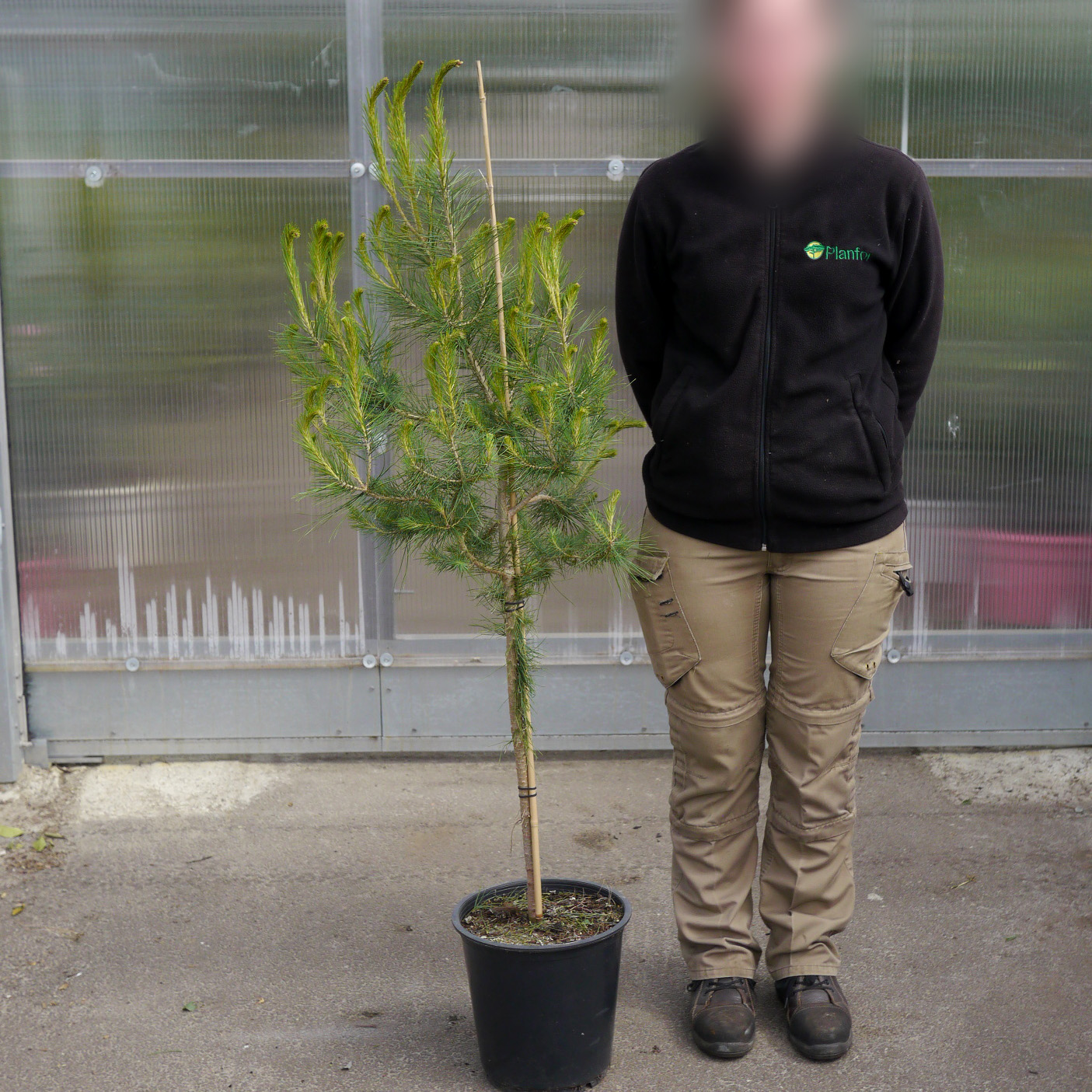 Pine, aleppo : buy Pine, aleppo / Pinus halepensis