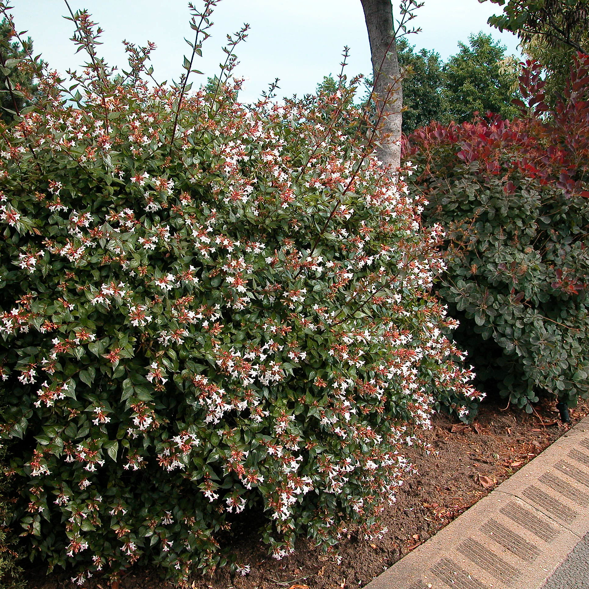 Abelia grandiflora : buy Abelia grandiflora / Abelia grandiflora
