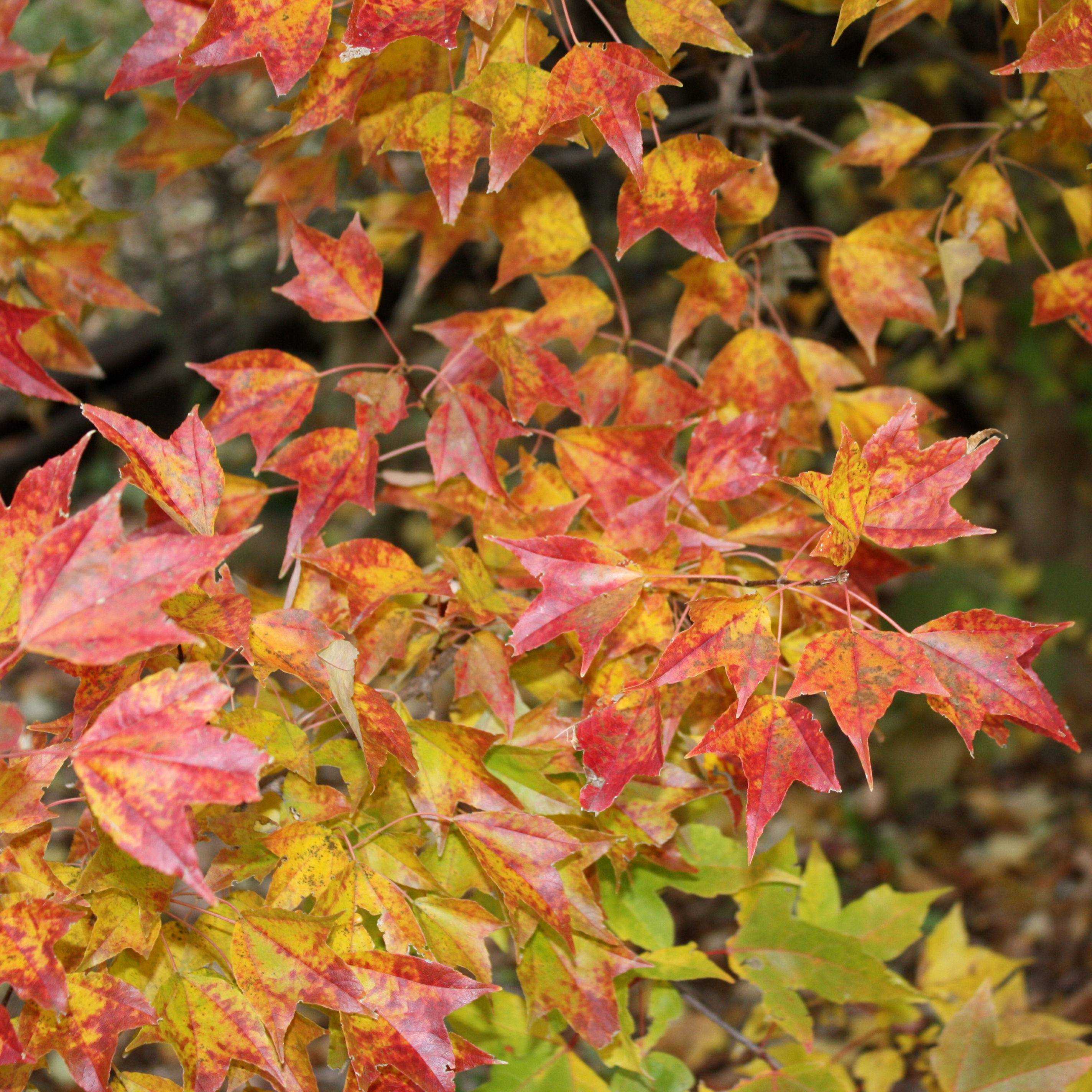 Maple, trident : buy Maple, trident / Acer buergerianum