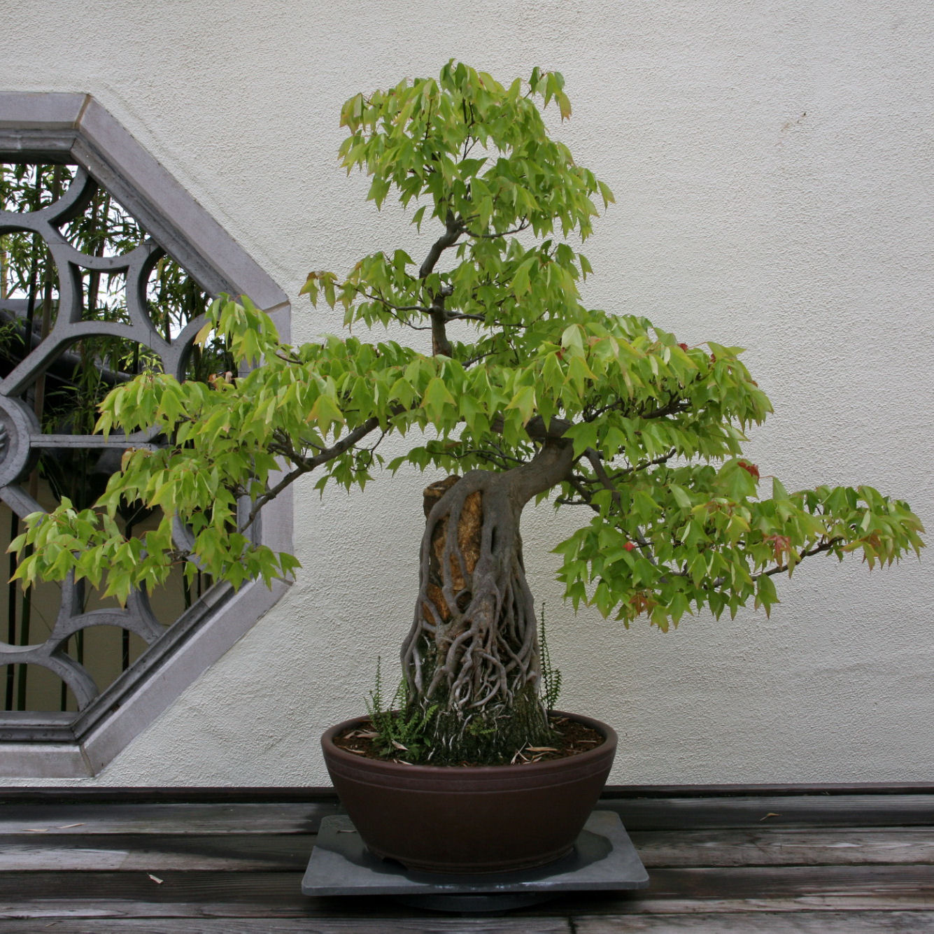 Maple, trident : buy Maple, trident / Acer buergerianum