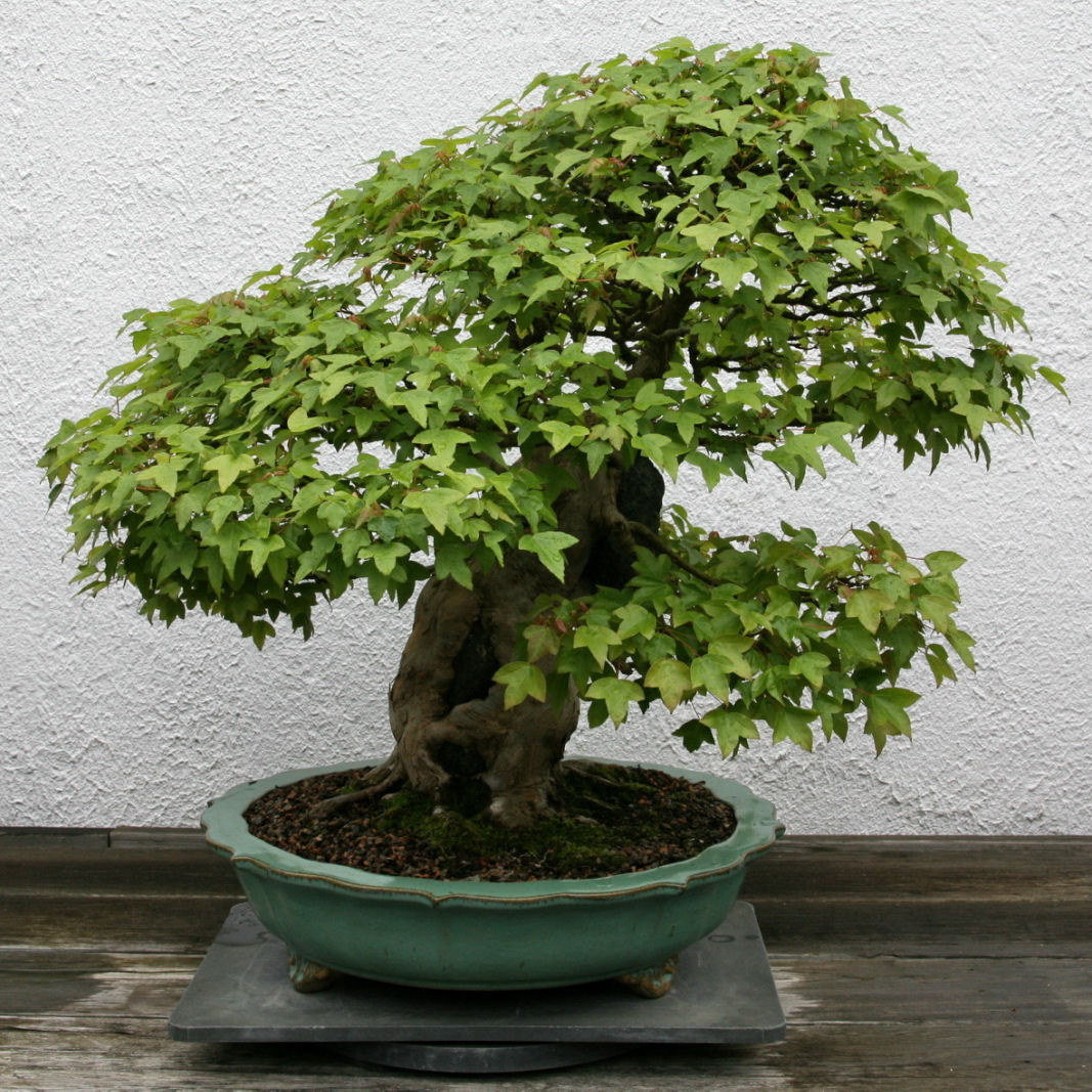 Maple, trident : buy Maple, trident / Acer buergerianum