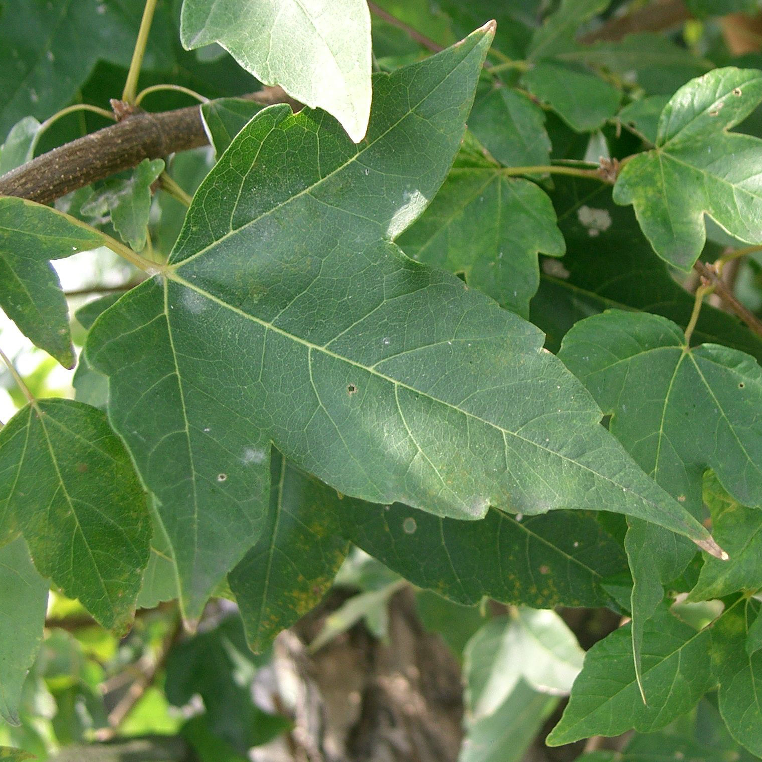 Maple, trident : buy Maple, trident / Acer buergerianum