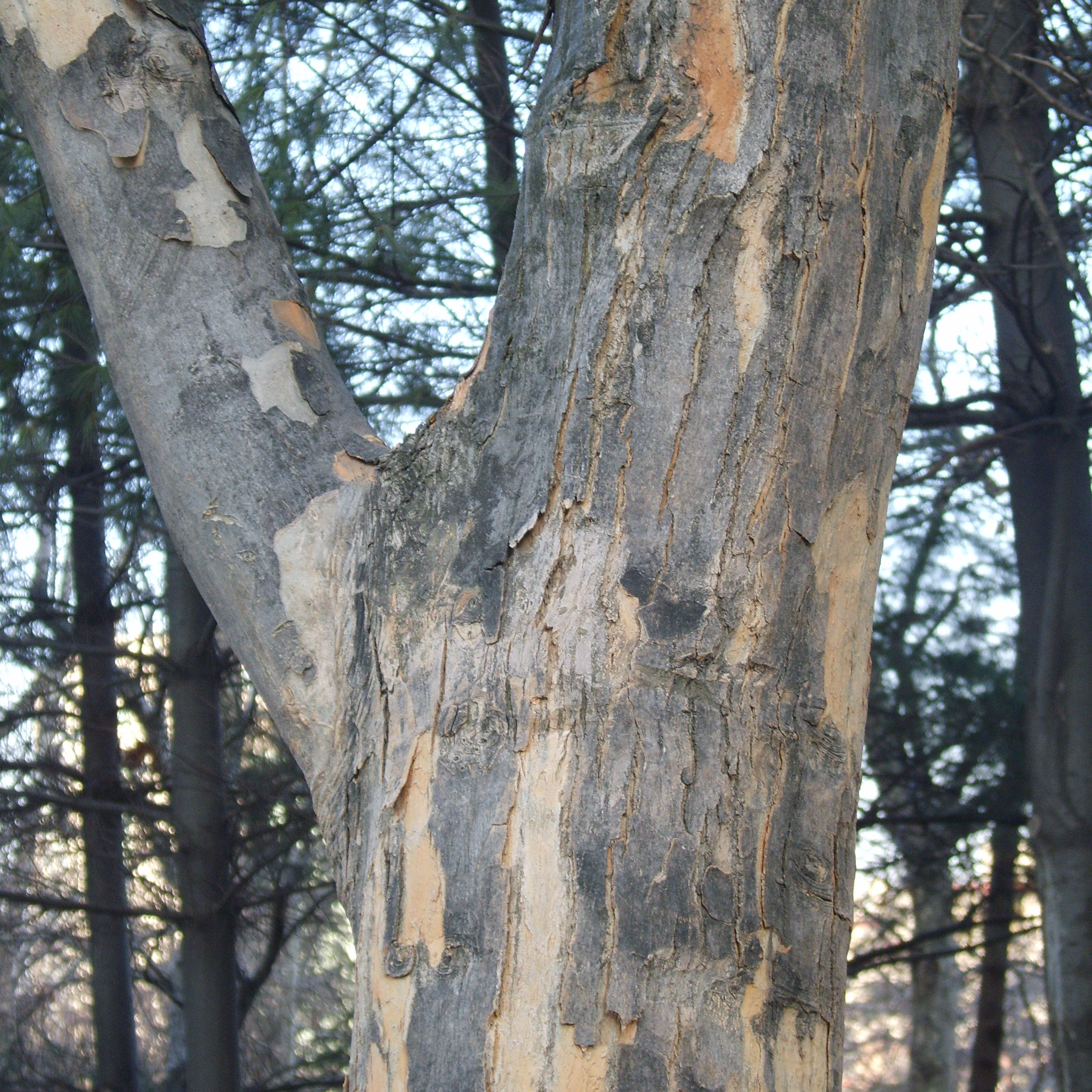 Maple, trident : buy Maple, trident / Acer buergerianum