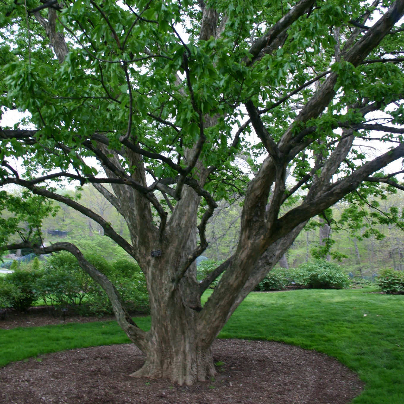 Maple, trident : buy Maple, trident / Acer buergerianum