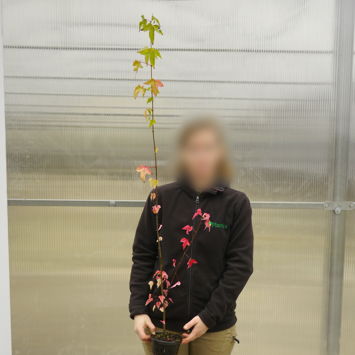 Maple, trident : buy Maple, trident / Acer buergerianum