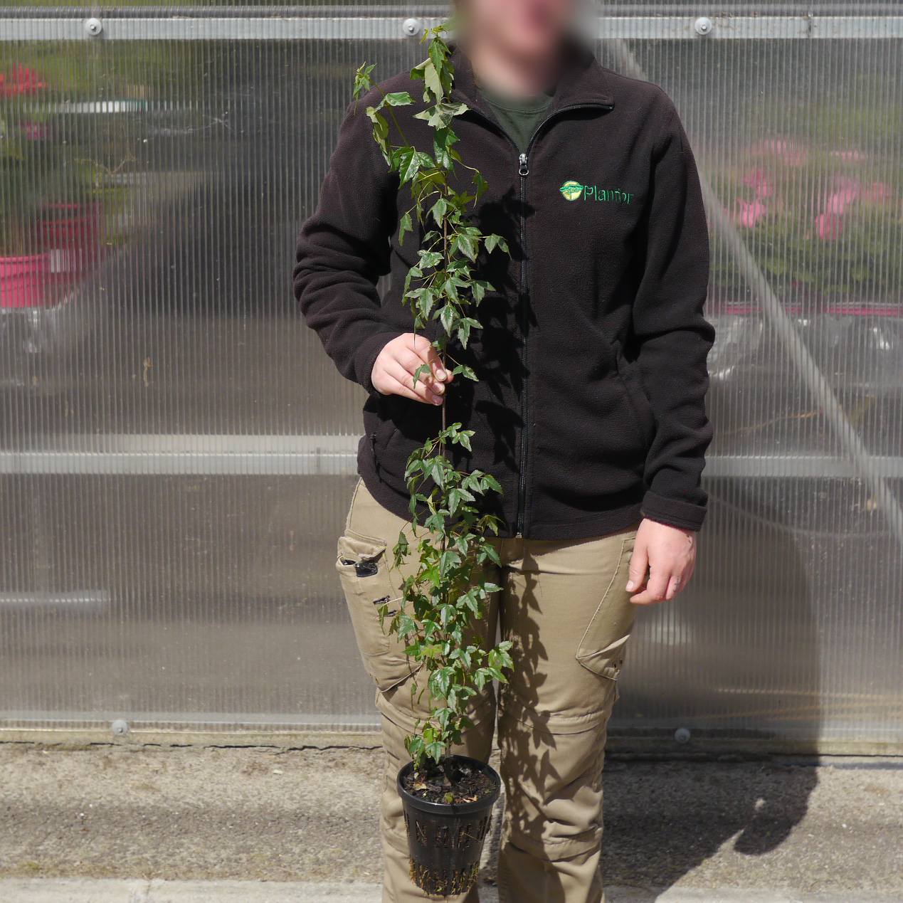 Maple, trident : buy Maple, trident / Acer buergerianum