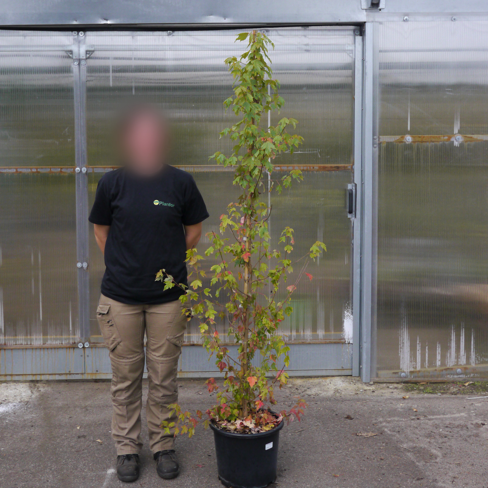 Maple, trident : buy Maple, trident / Acer buergerianum