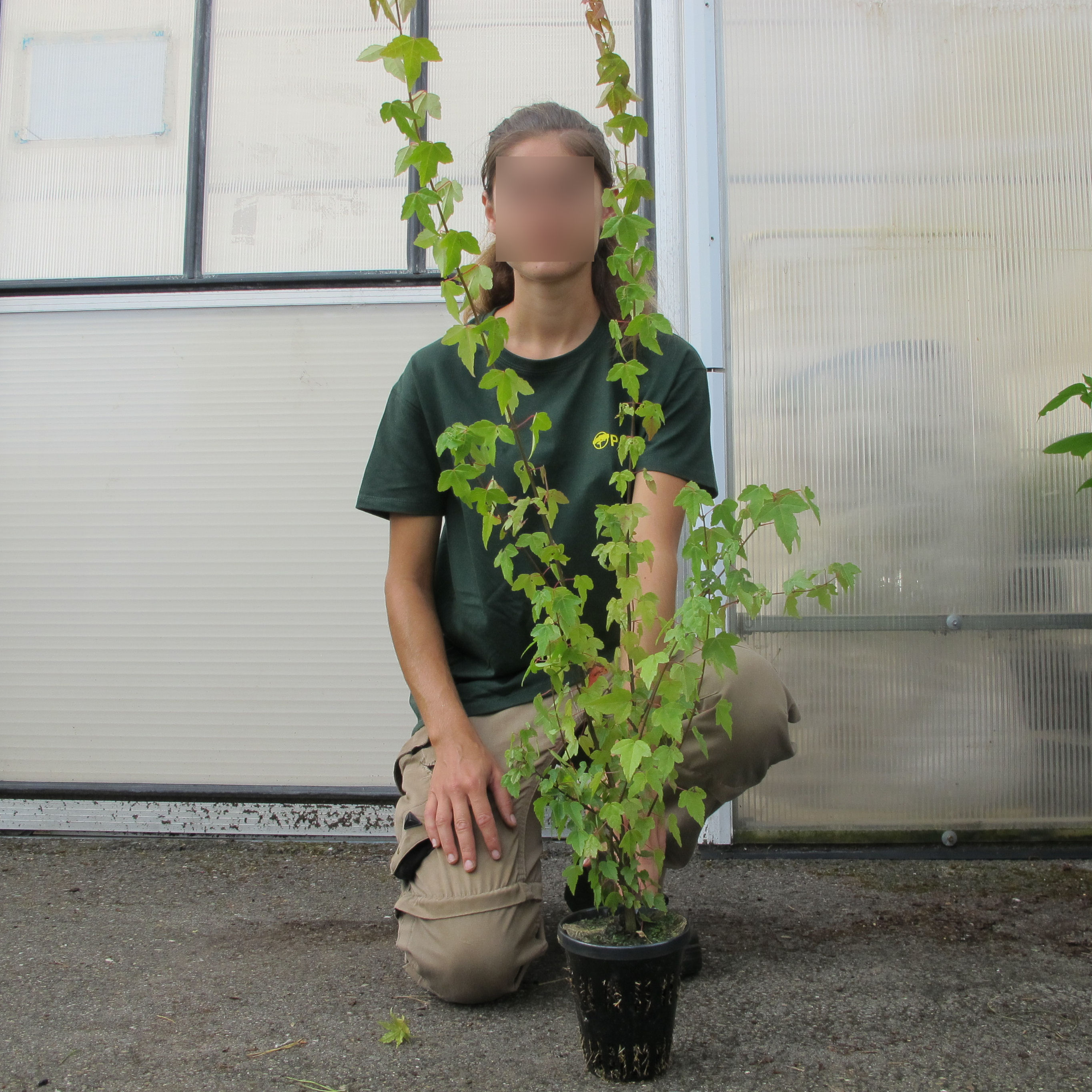 Maple, trident : buy Maple, trident / Acer buergerianum