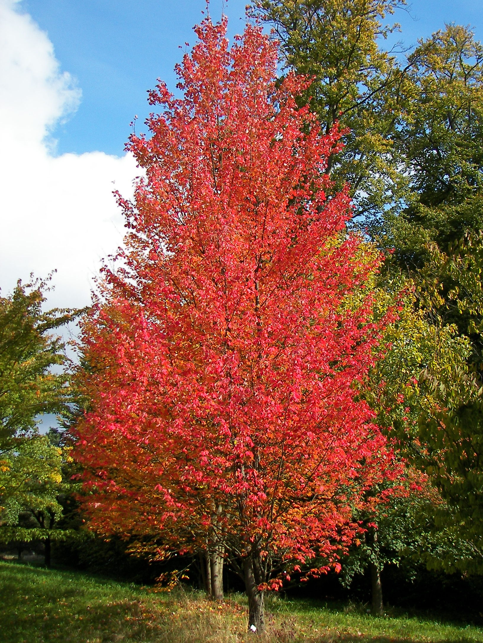 Maple, red : buy Maple, red / Acer rubrum