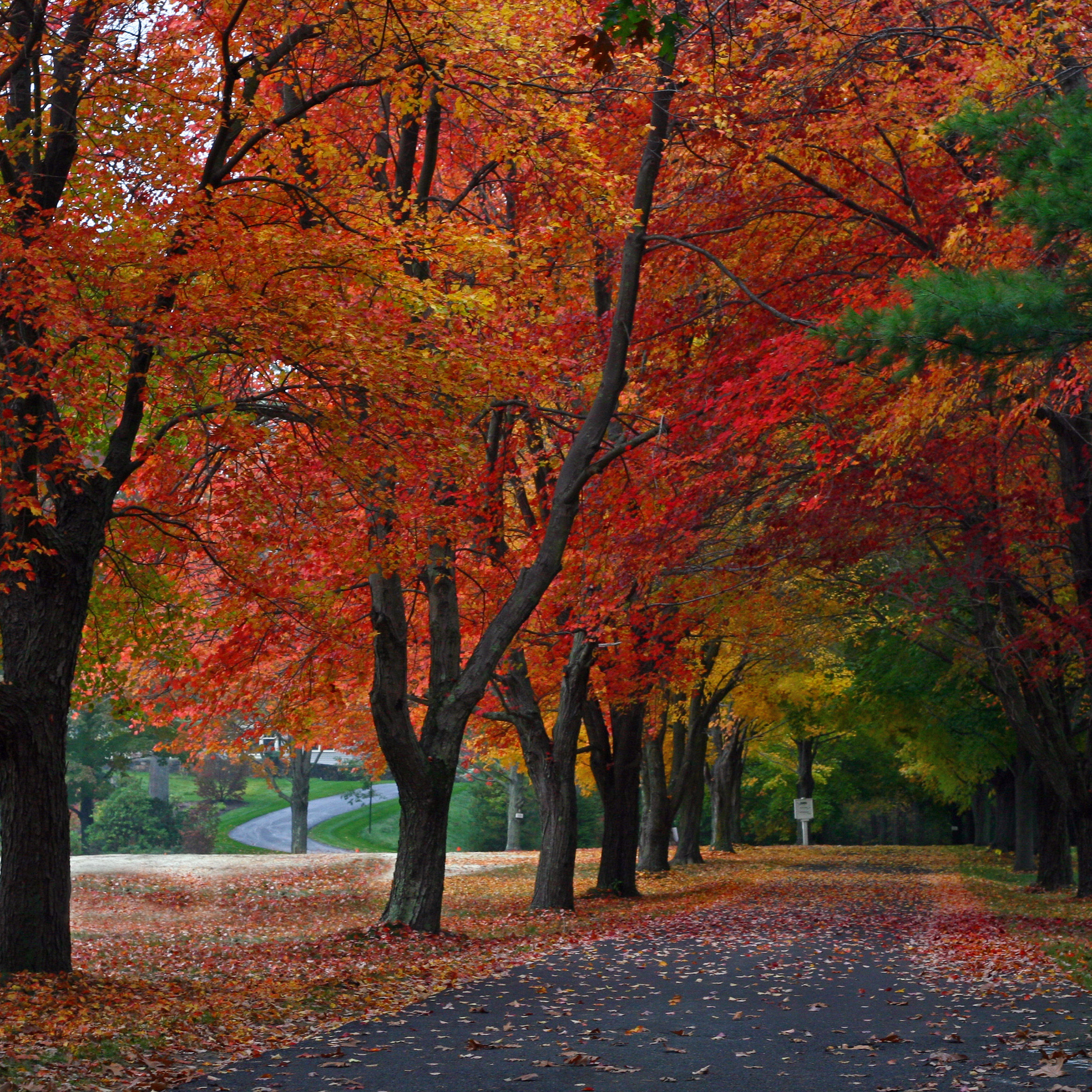Maple, red : buy Maple, red / Acer rubrum