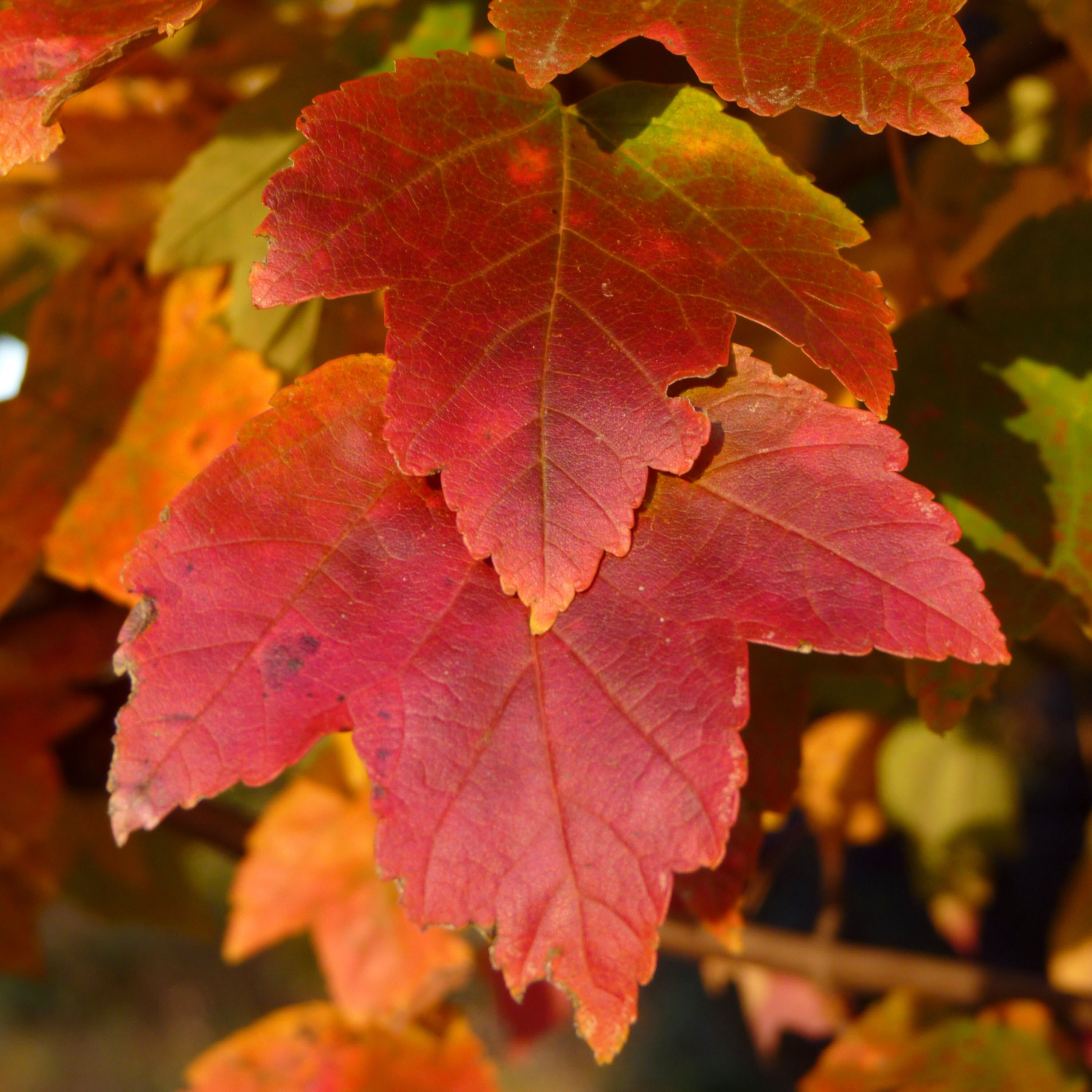 Maple, red : buy Maple, red / Acer rubrum