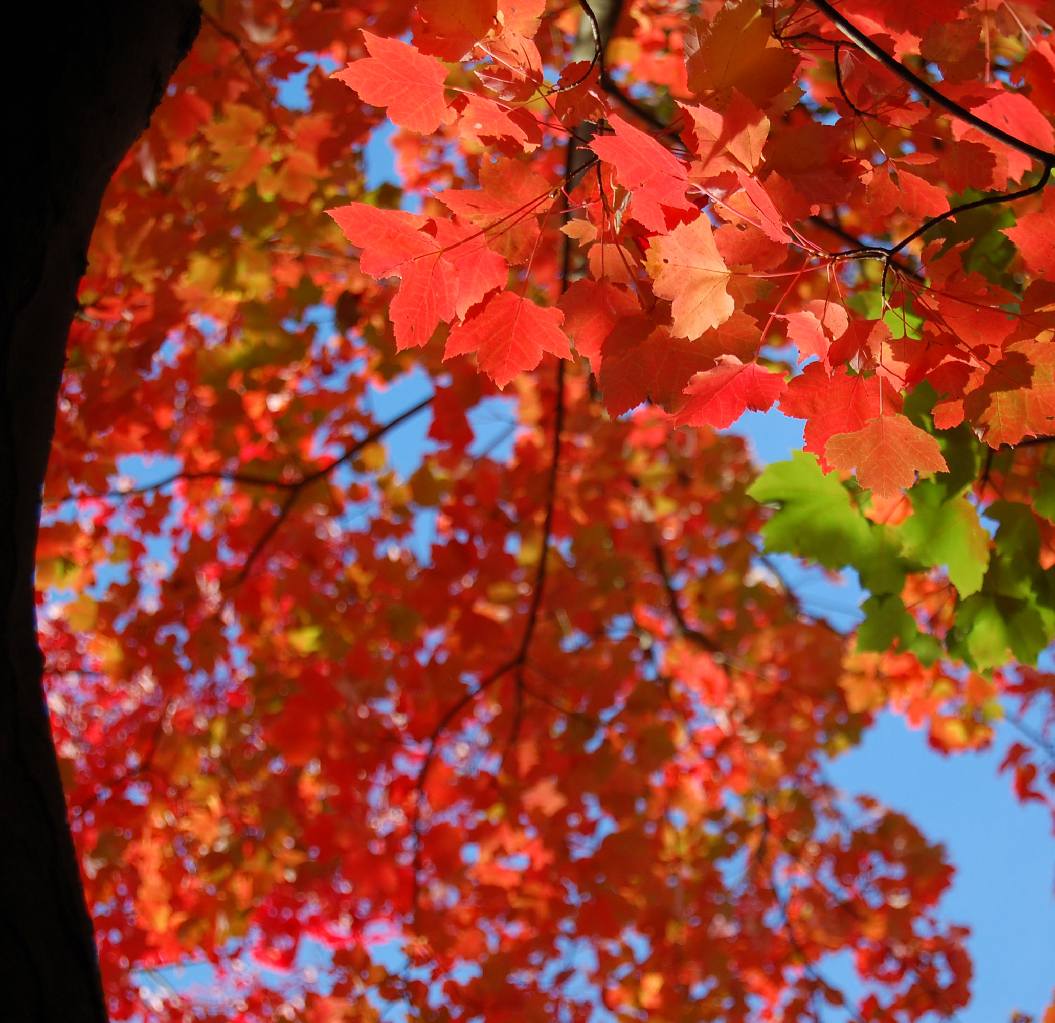 Maple, red : buy Maple, red / Acer rubrum