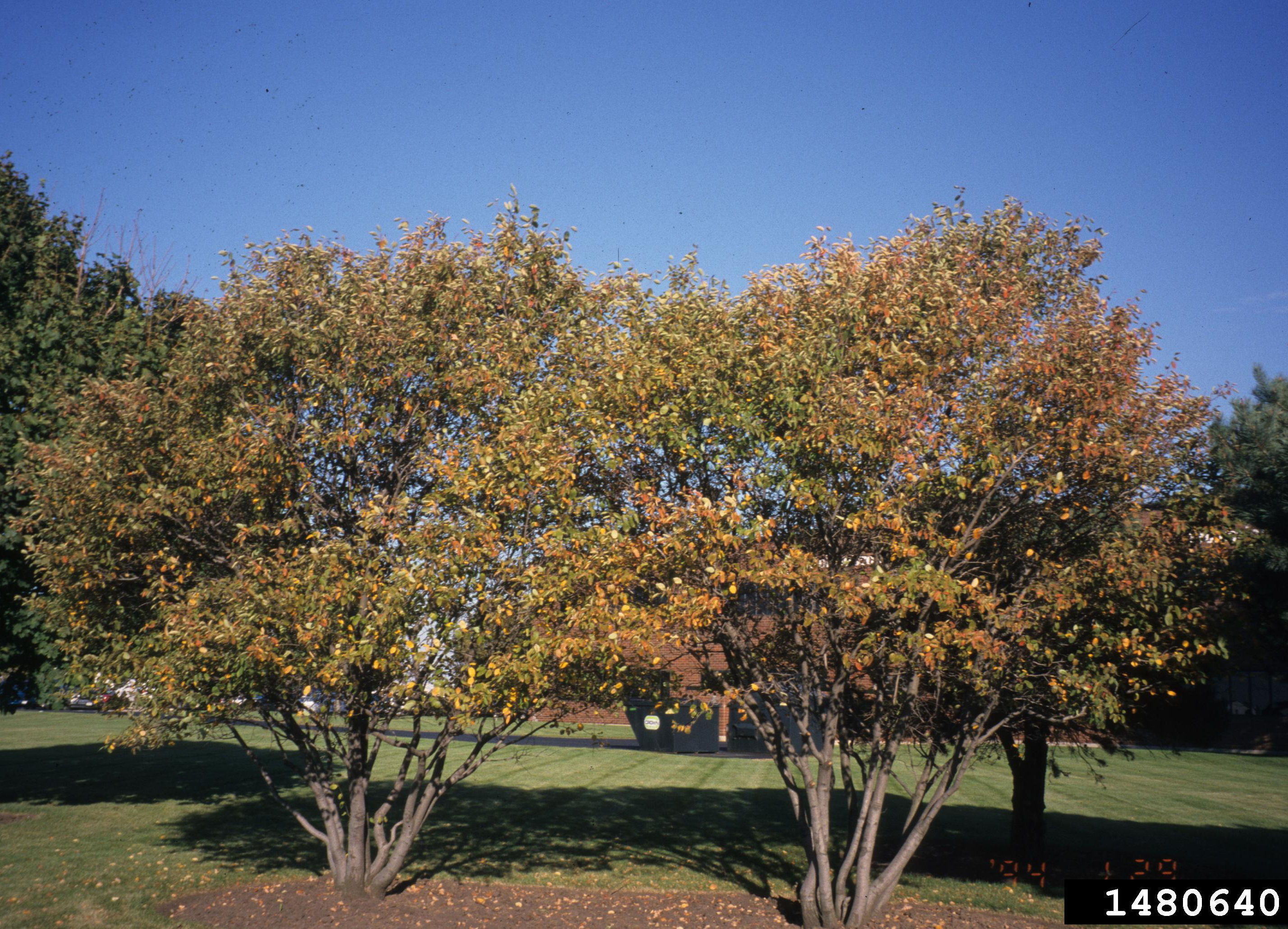Serviceberry, canadian : buy Serviceberry, canadian / Amelanchier ...
