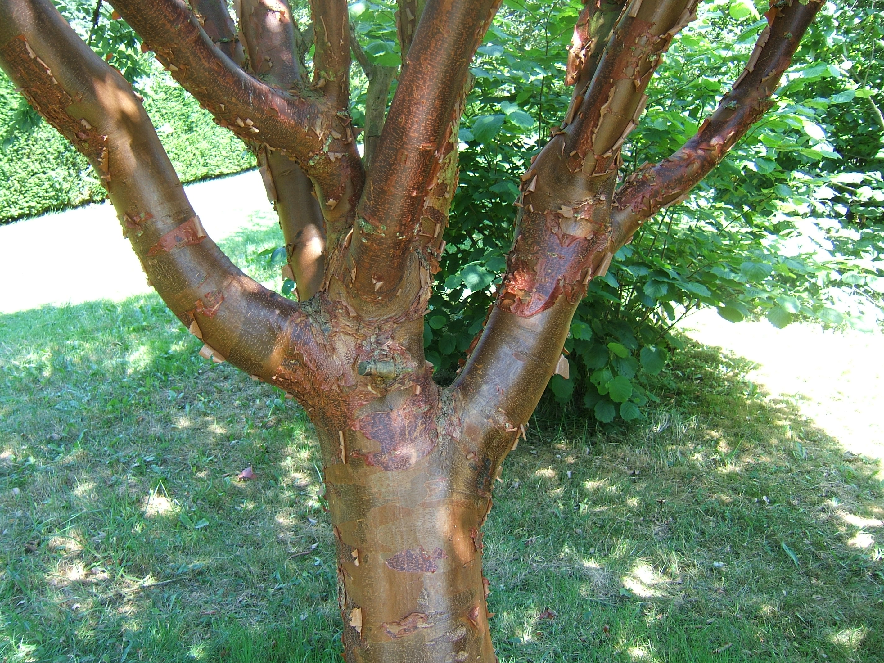 Maple, paper bark : buy Maple, paper bark / Acer griseum