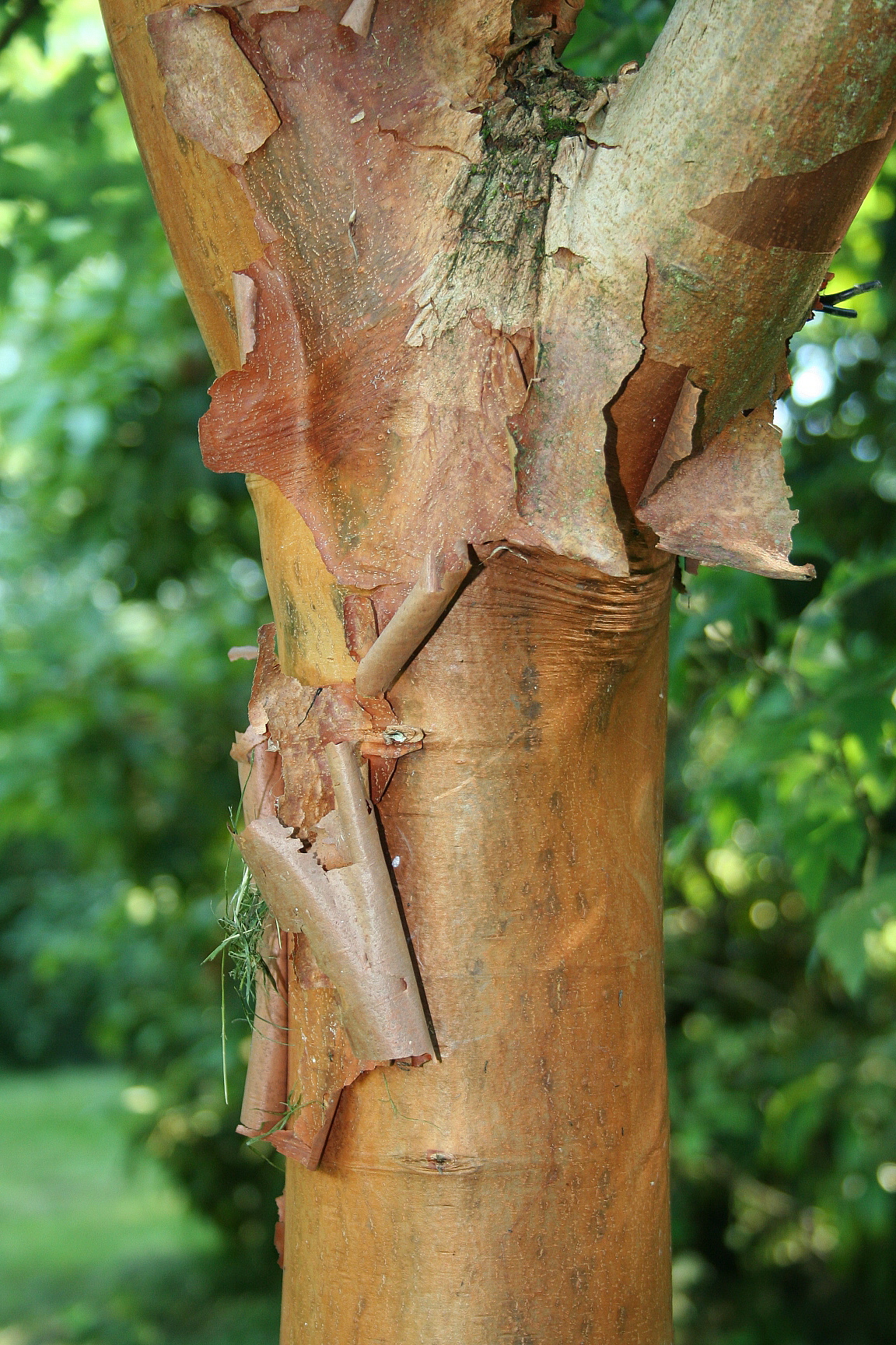 Maple, paper bark : buy Maple, paper bark / Acer griseum