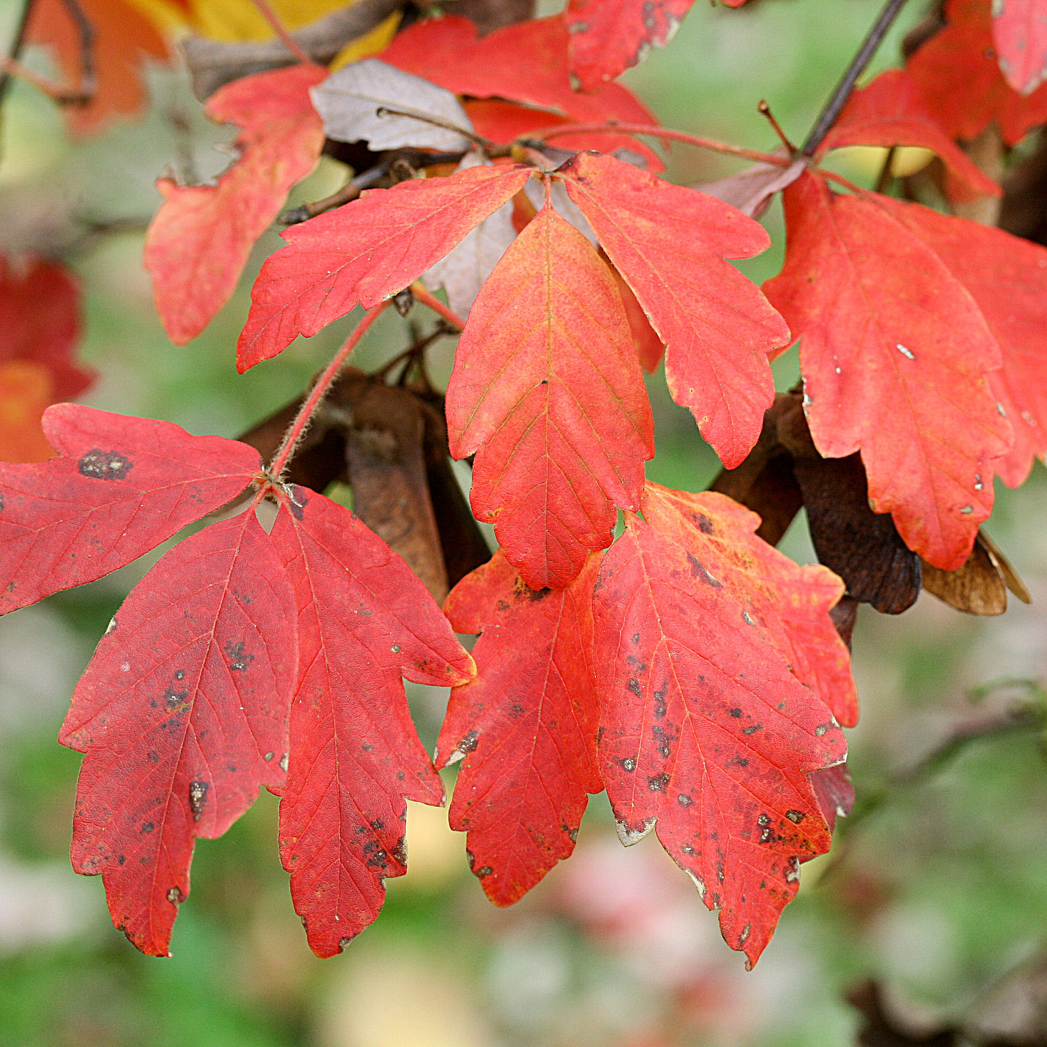 Maple, paper bark : buy Maple, paper bark / Acer griseum