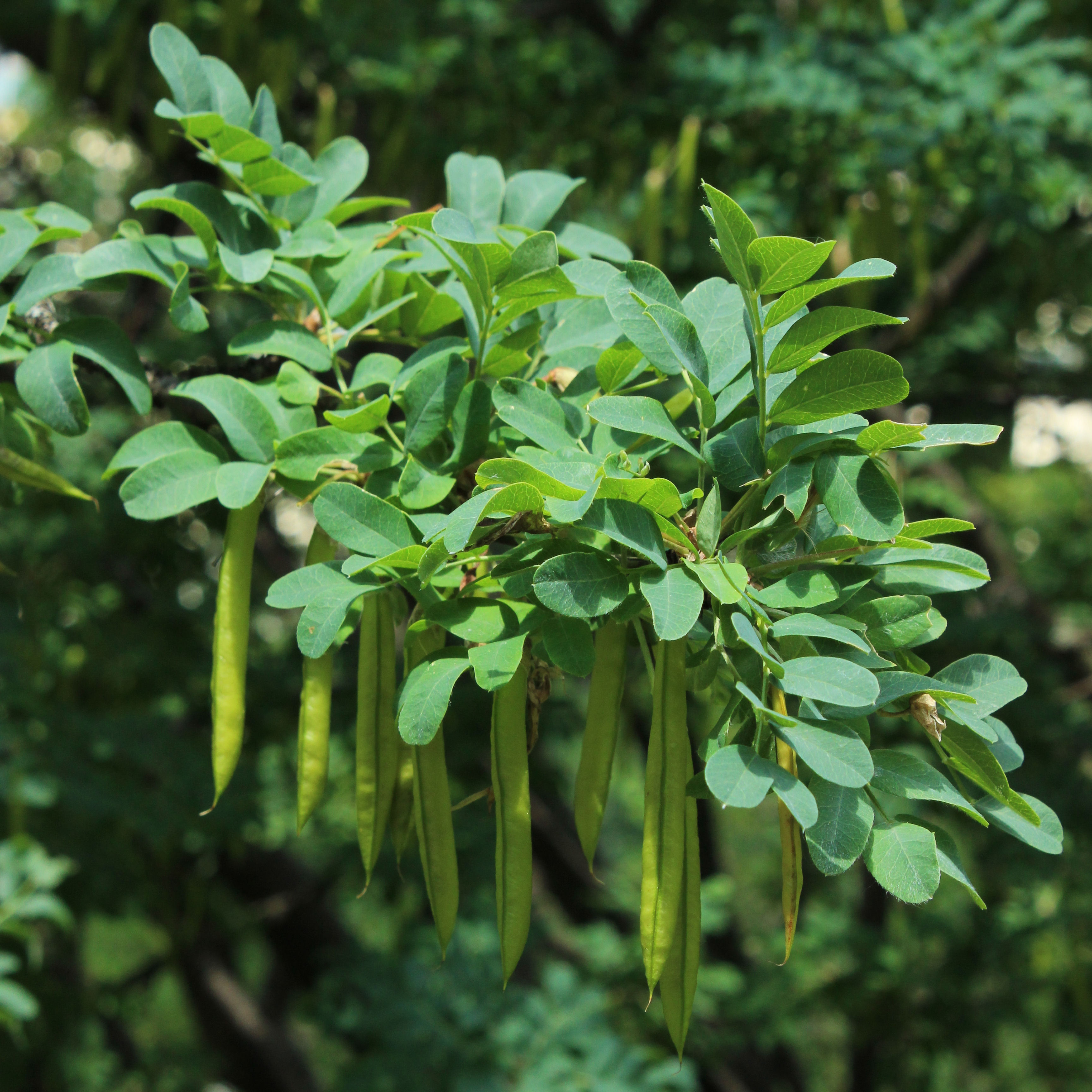 Pea shrub, Siberian : buy Pea shrub, Siberian / Caragana arborescens