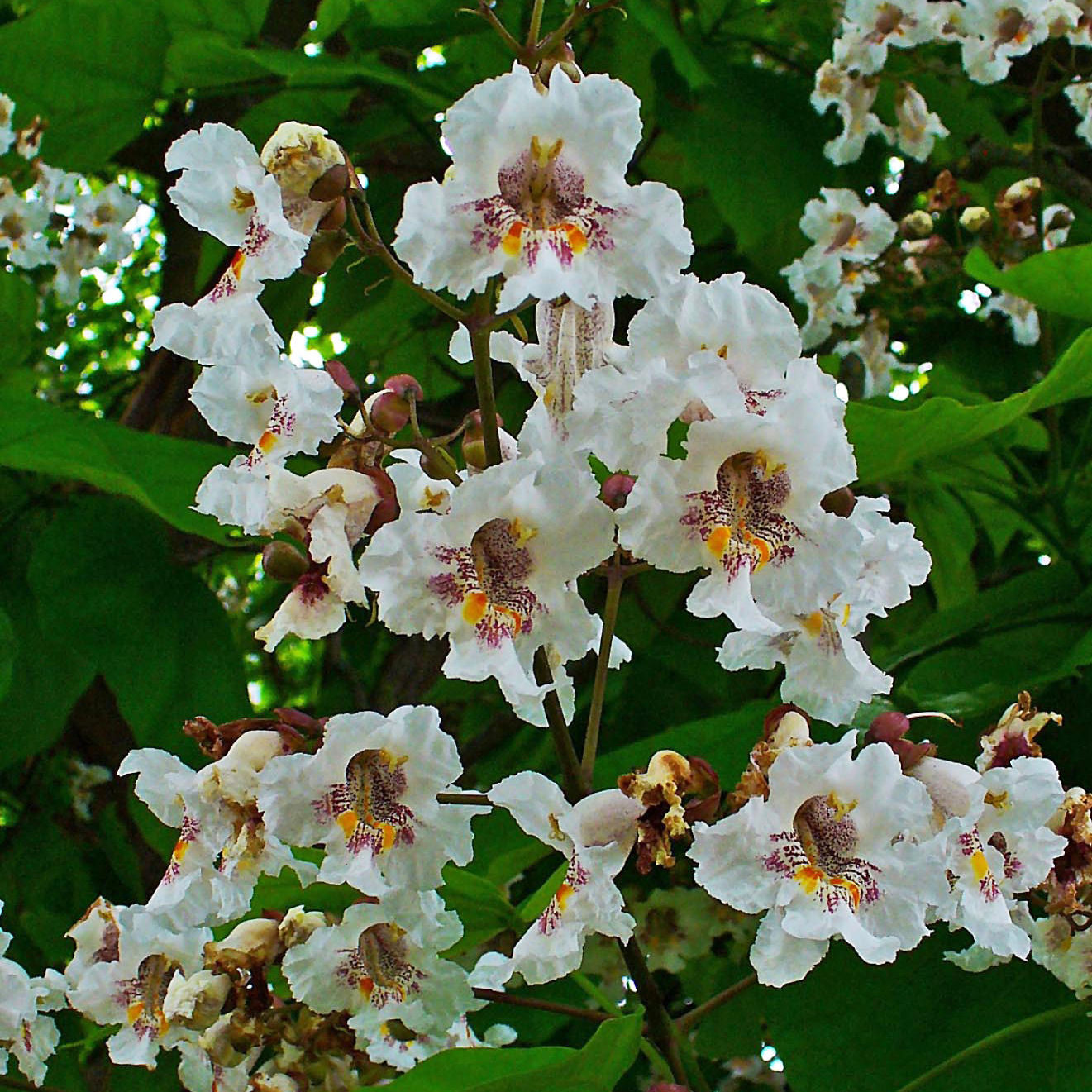 Catalpa, Southern : buy Catalpa, Southern / Catalpa bignonioides