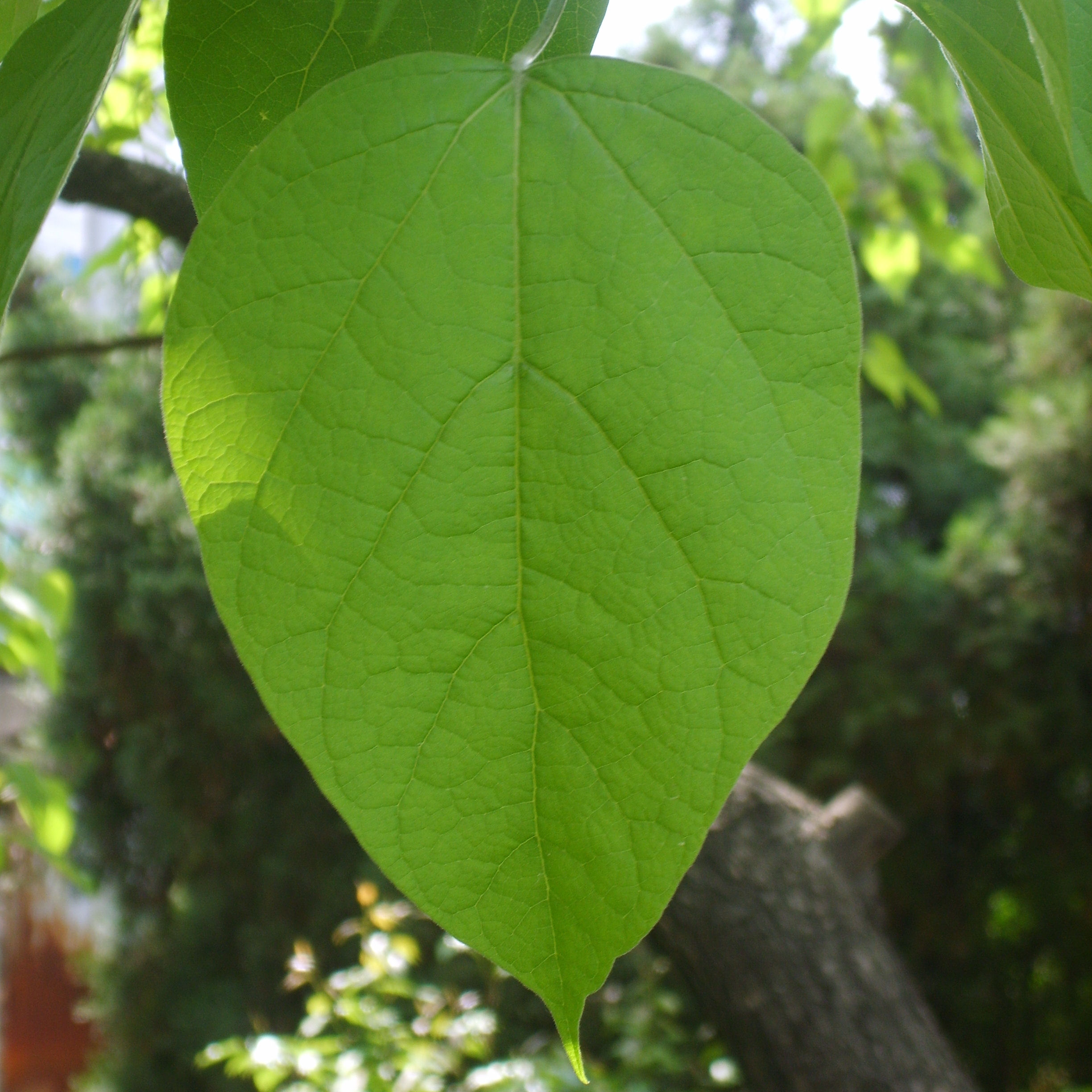 Catalpa, Southern : buy Catalpa, Southern / Catalpa bignonioides