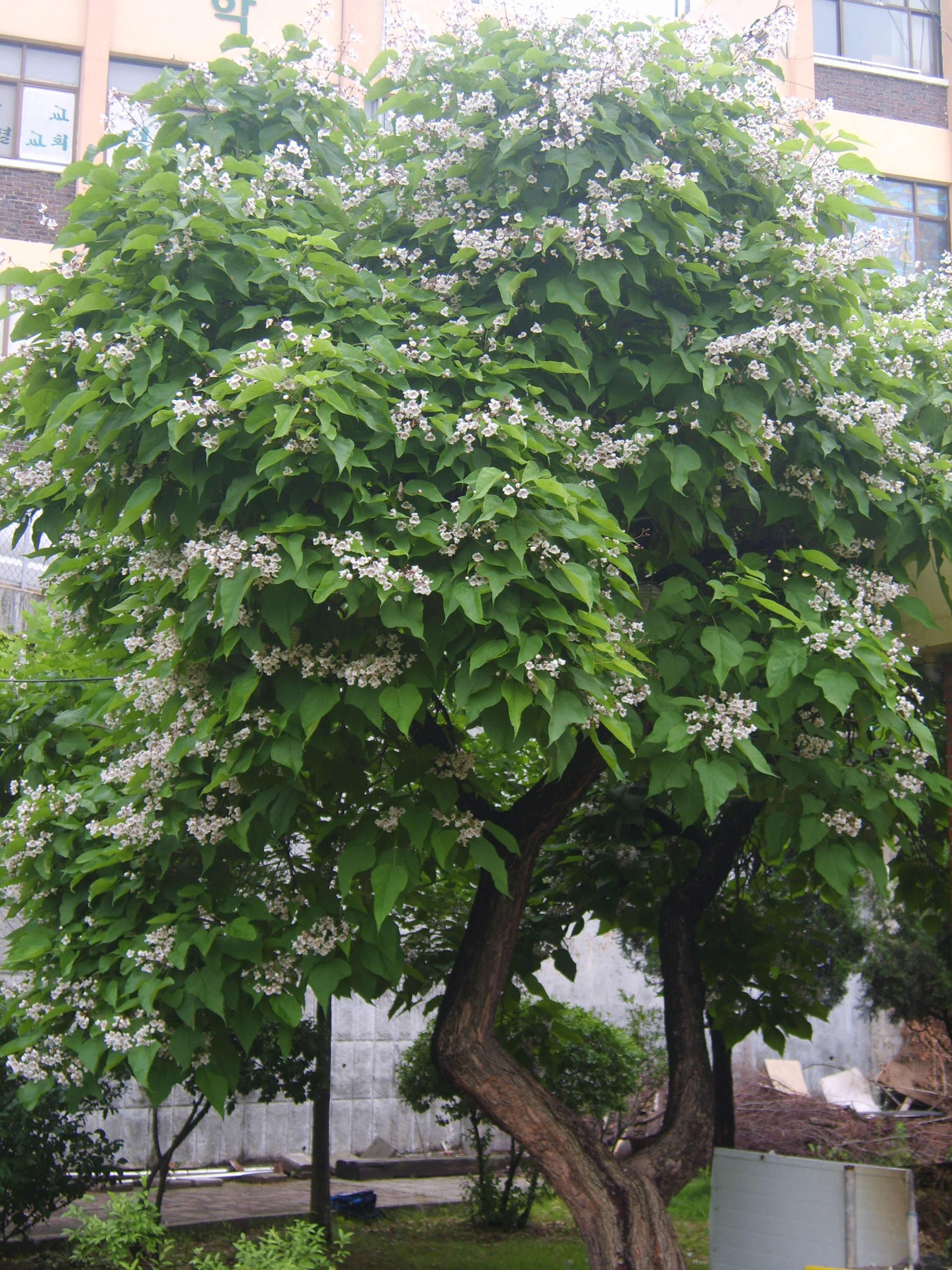 Catalpa, Southern : buy Catalpa, Southern / Catalpa bignonioides