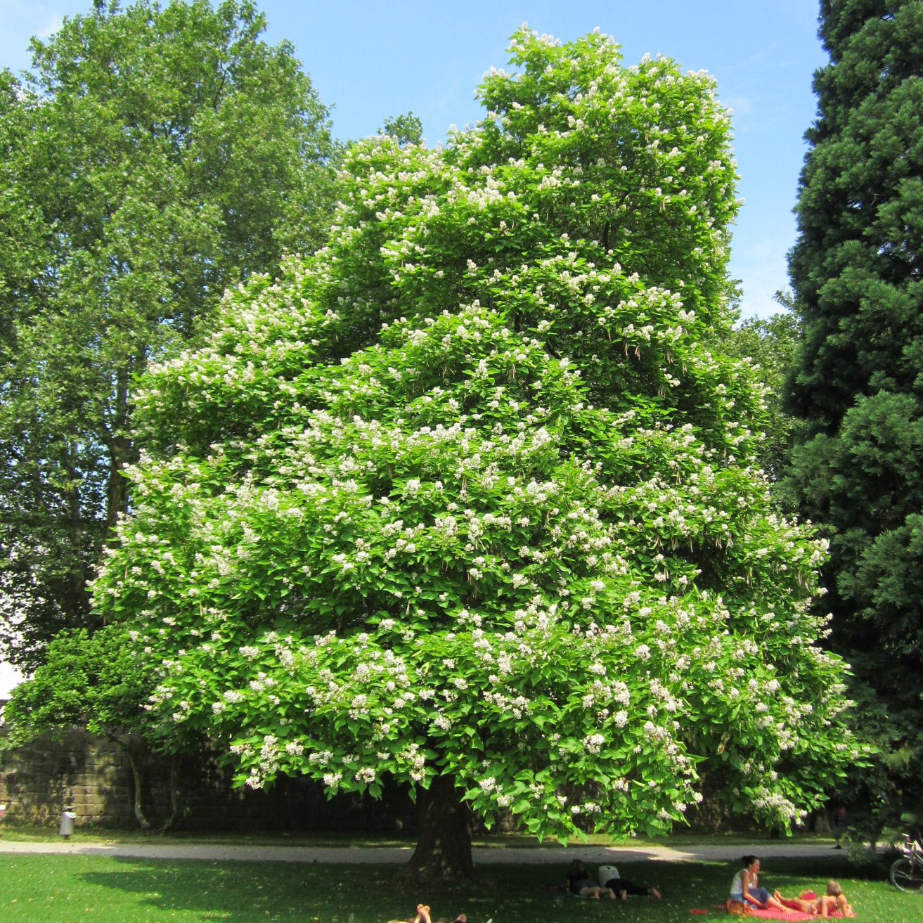 Catalpa, Southern : buy Catalpa, Southern / Catalpa bignonioides