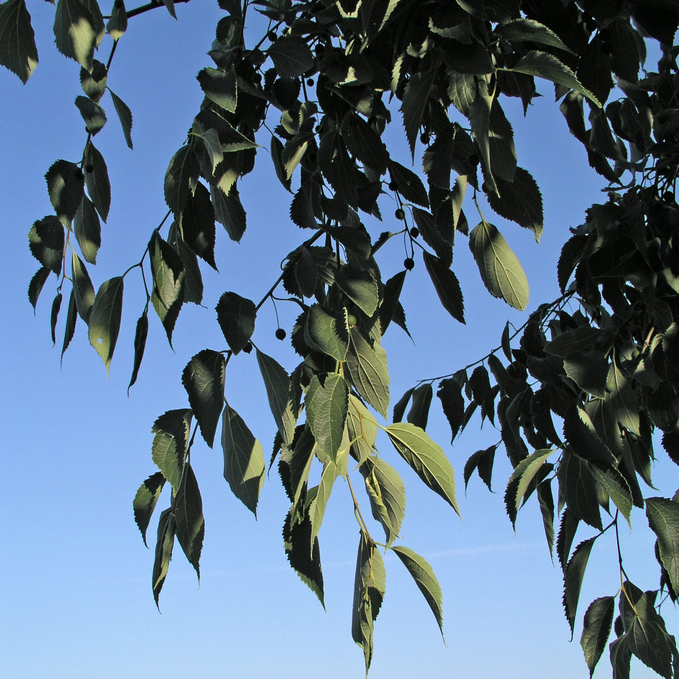 Nettle Tree : buy Nettle Tree / Celtis australis