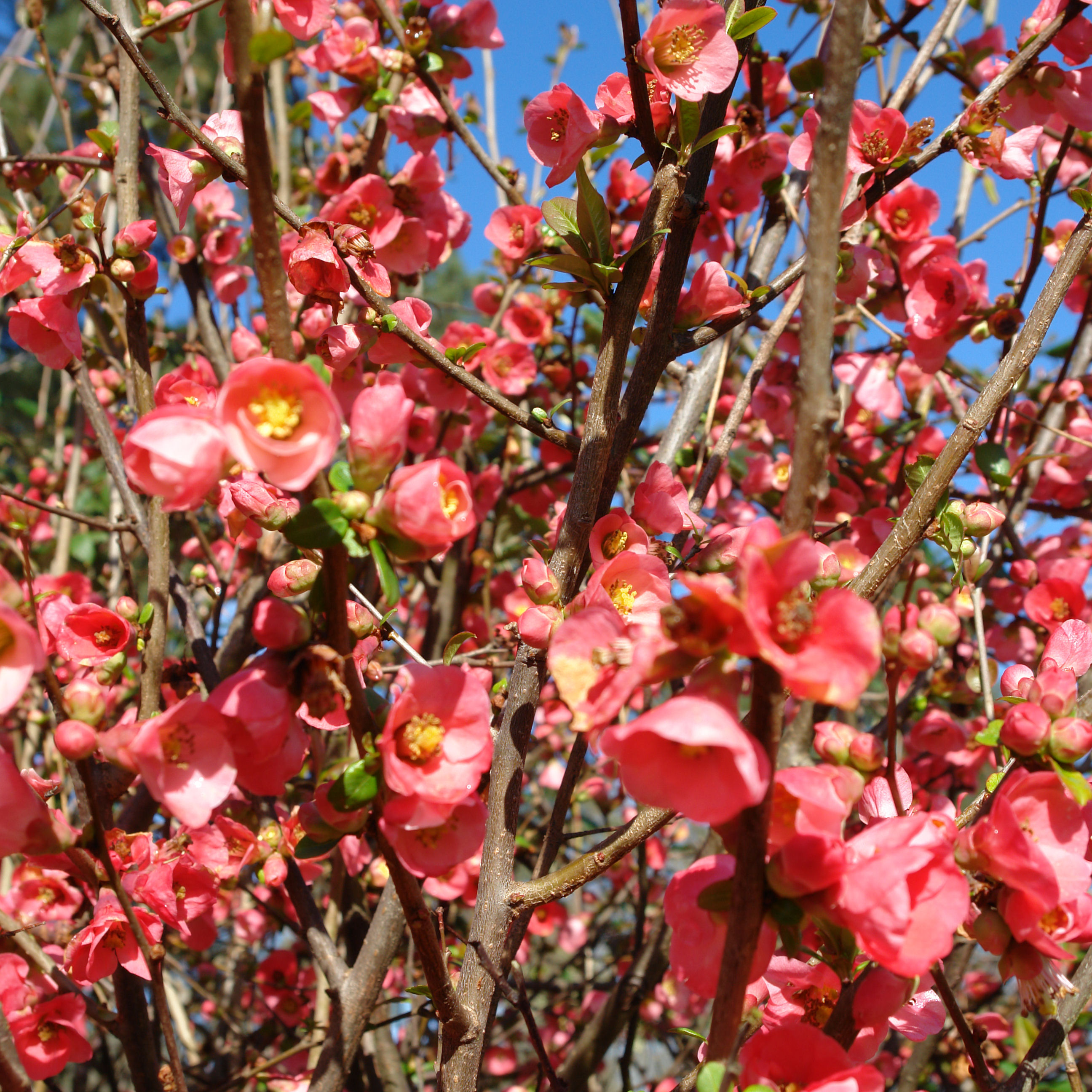 Quince, Japanese flowering Red : buy Quince, Japanese flowering Red ...