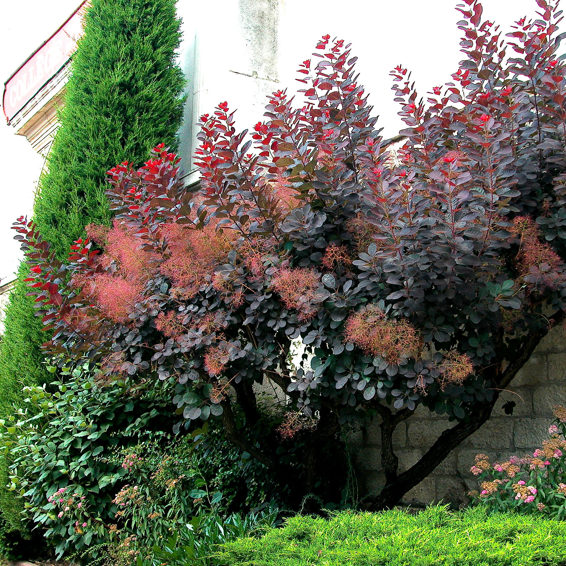 Smoke bush, purple : buy Smoke bush, purple / Cotinus coggygria purpurea