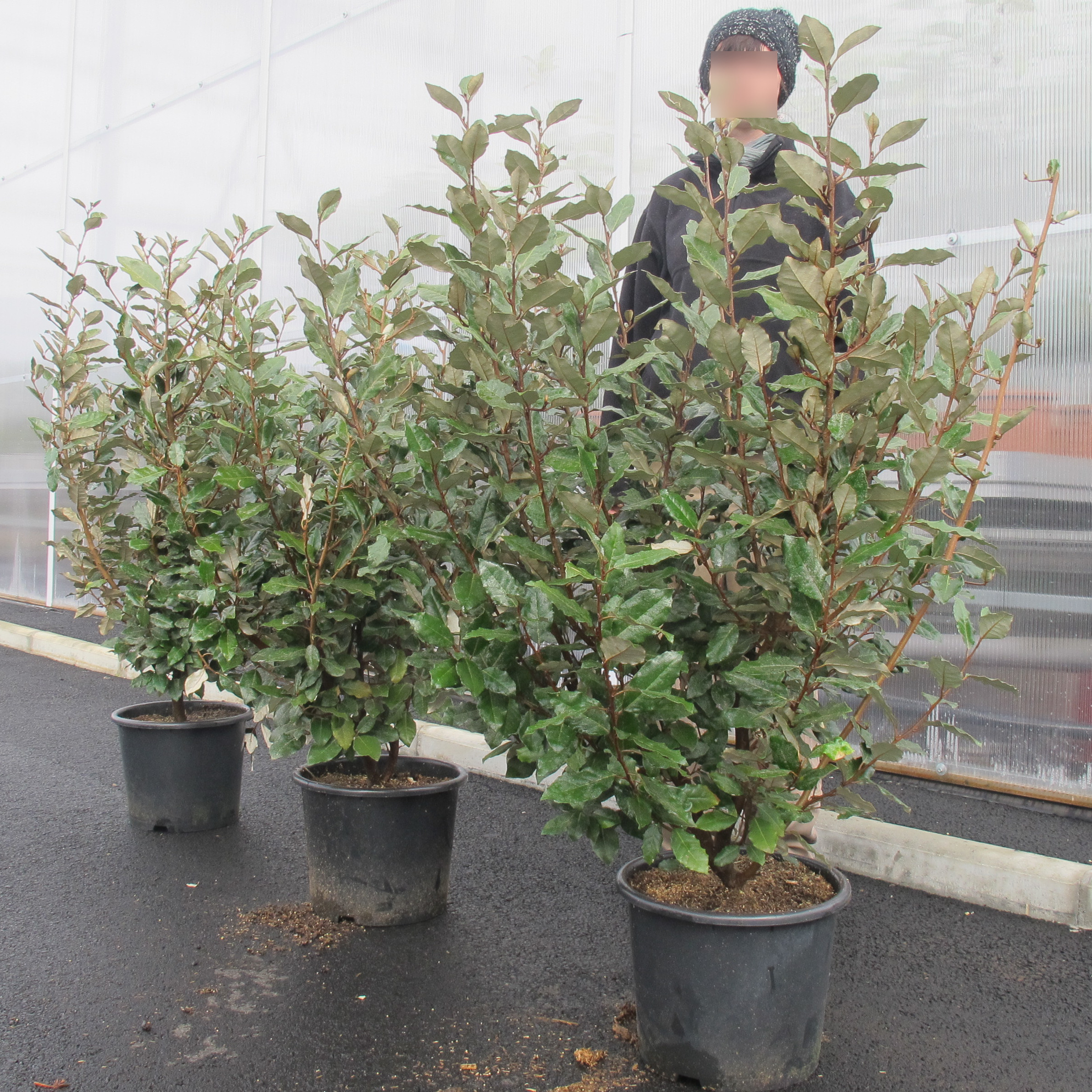 Eleagnus ebbingei : buy Eleagnus ebbingei / Elaeagnus ebbingei