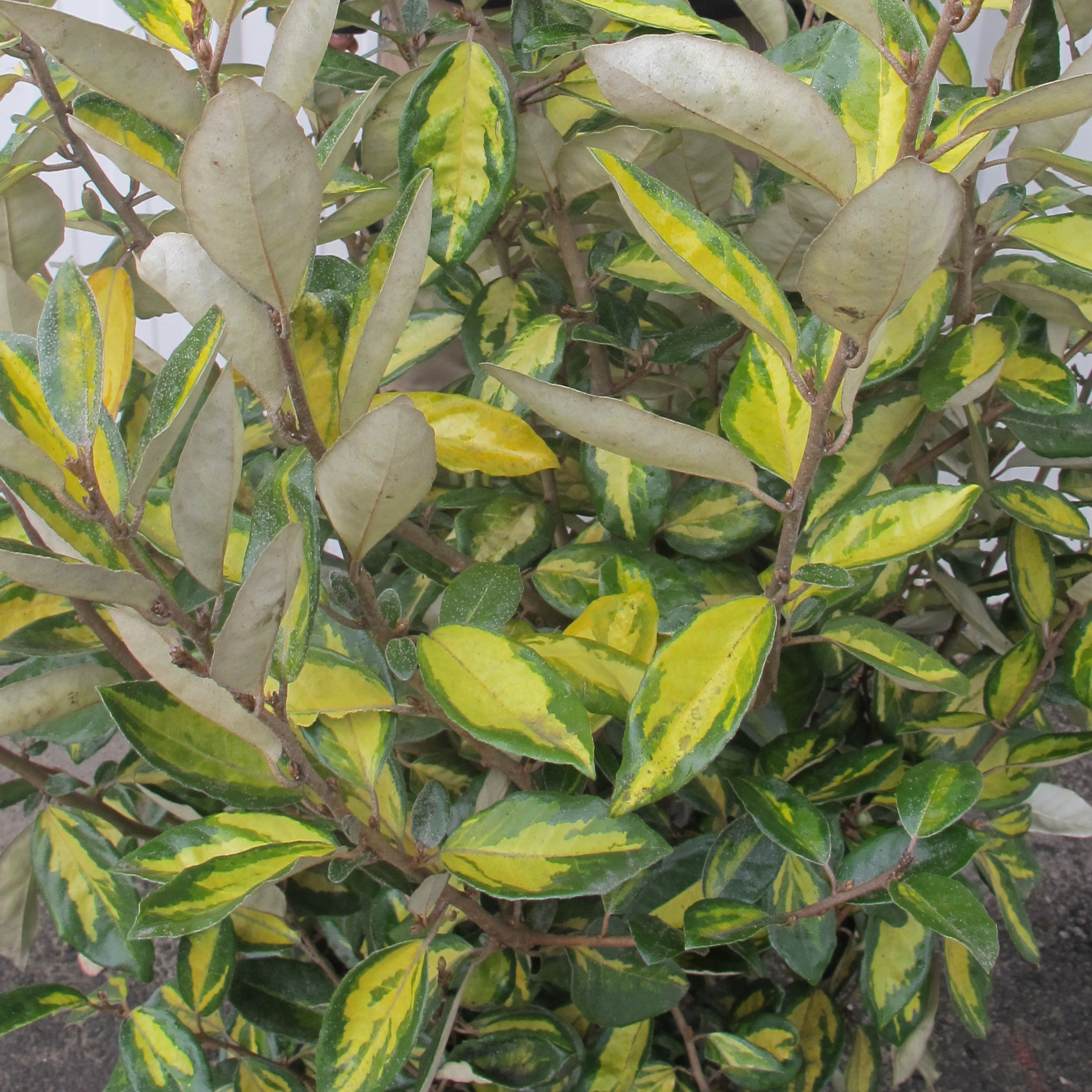 Eleagnus ebbingei 'Limelight' : buy Eleagnus ebbingei 'Limelight ...